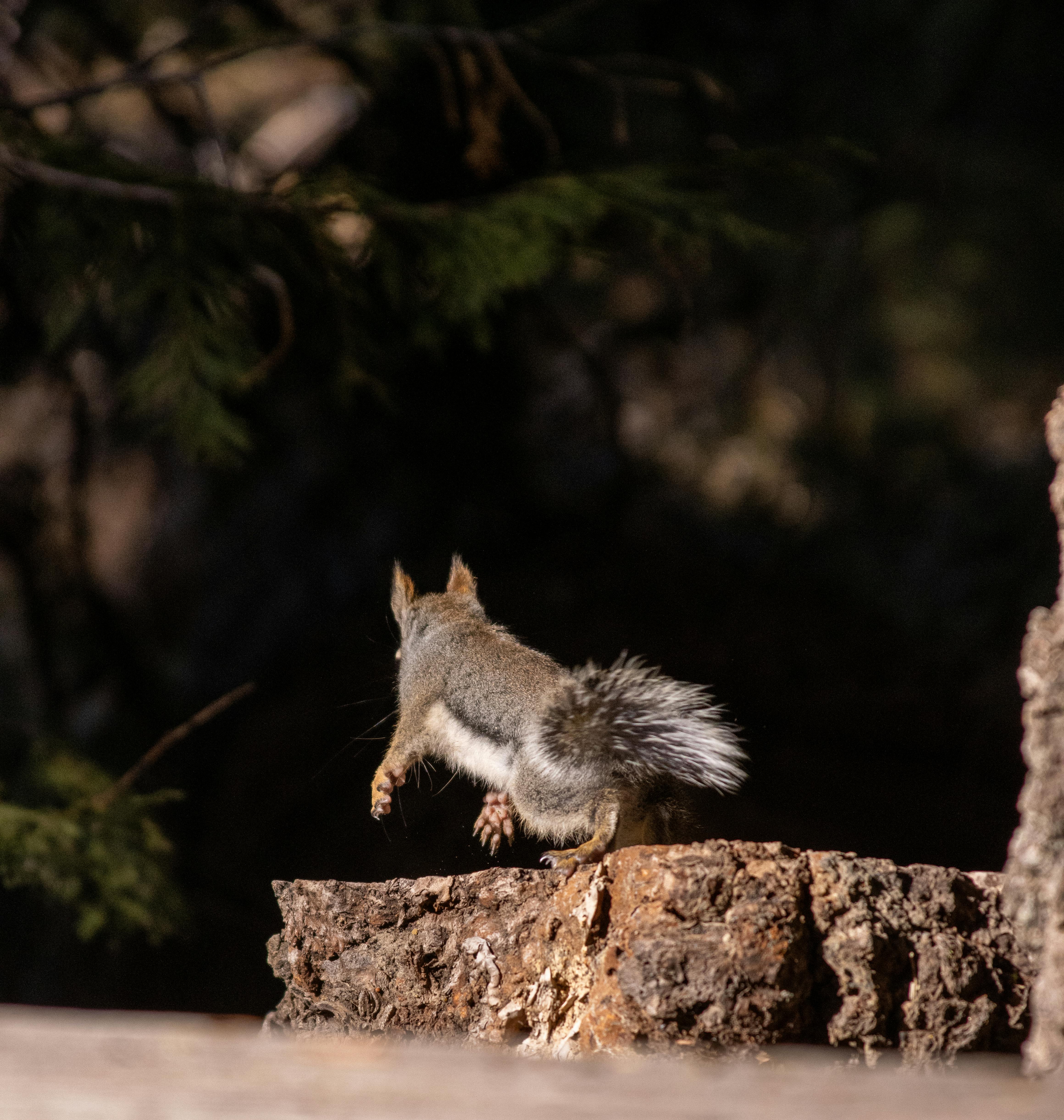 Squirrel Jumping on Tree Stump in Natural Setting · Free Stock Photo