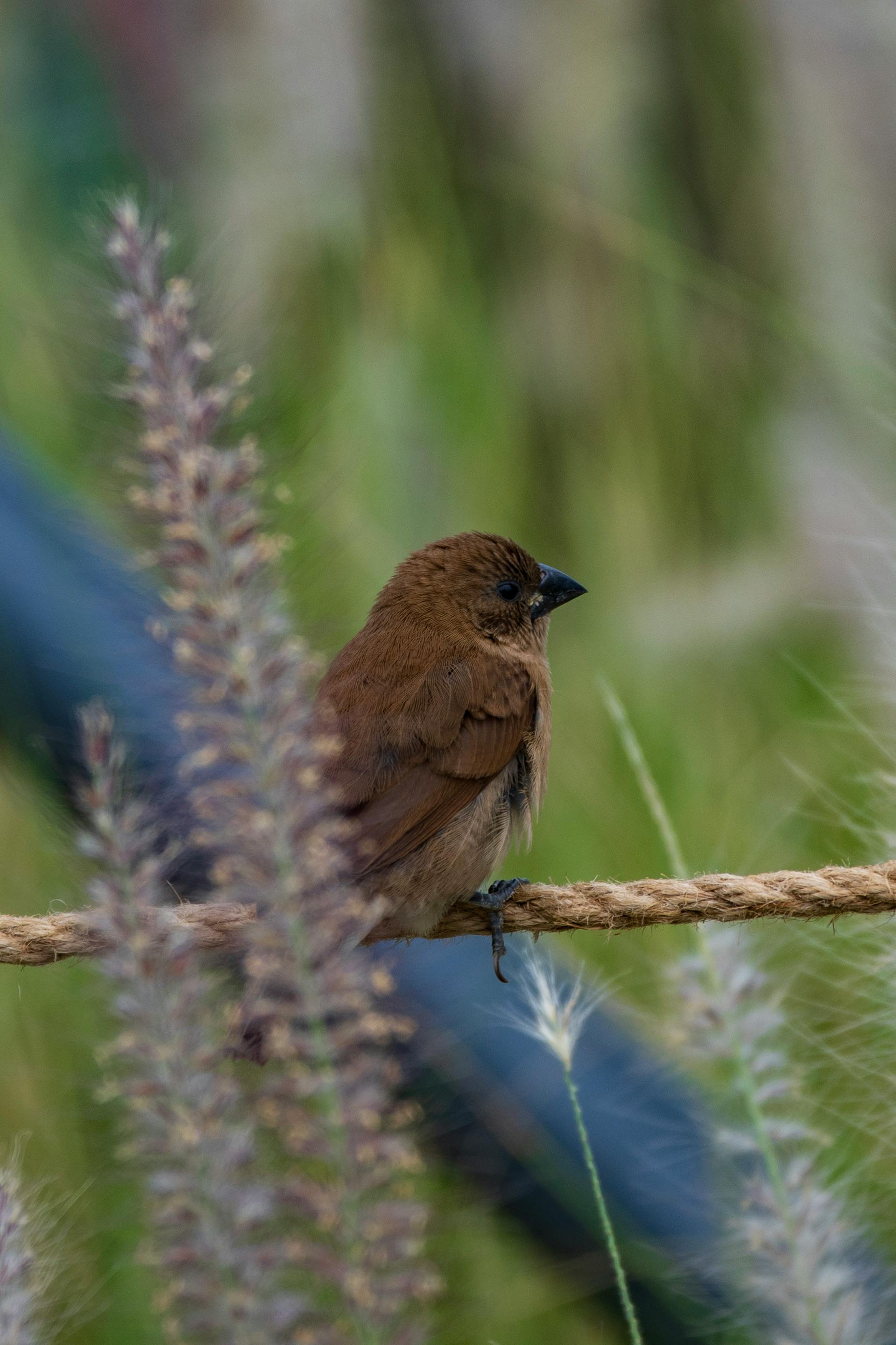 Captivating Chestnut Munia on a Rope in the Wild · Free Stock Photo