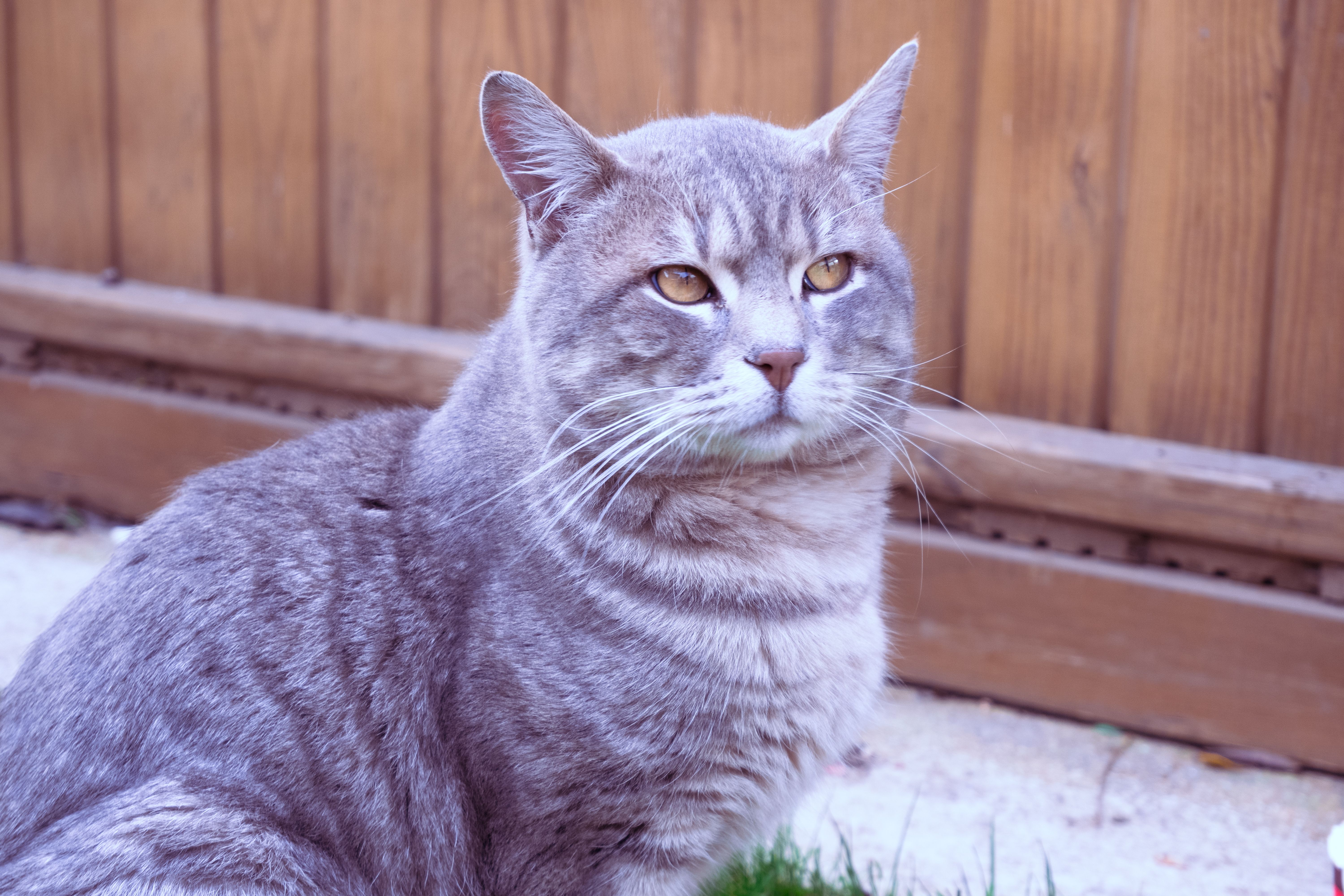 Close-up Portrait of a Domestic Gray Cat Outdoors · Free Stock Photo