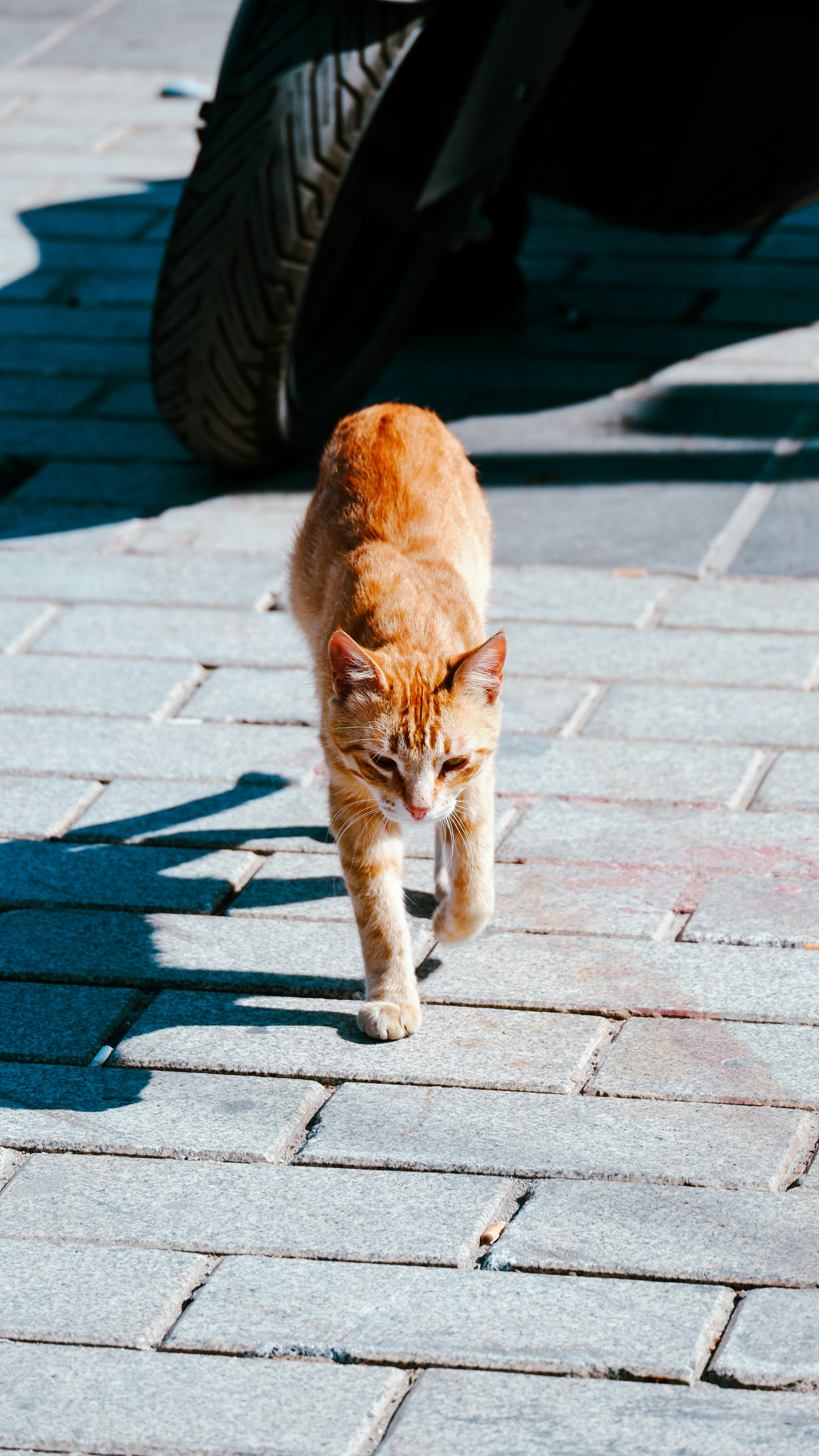 Stray Ginger Cat Walking on Istanbul Street · Free Stock Photo