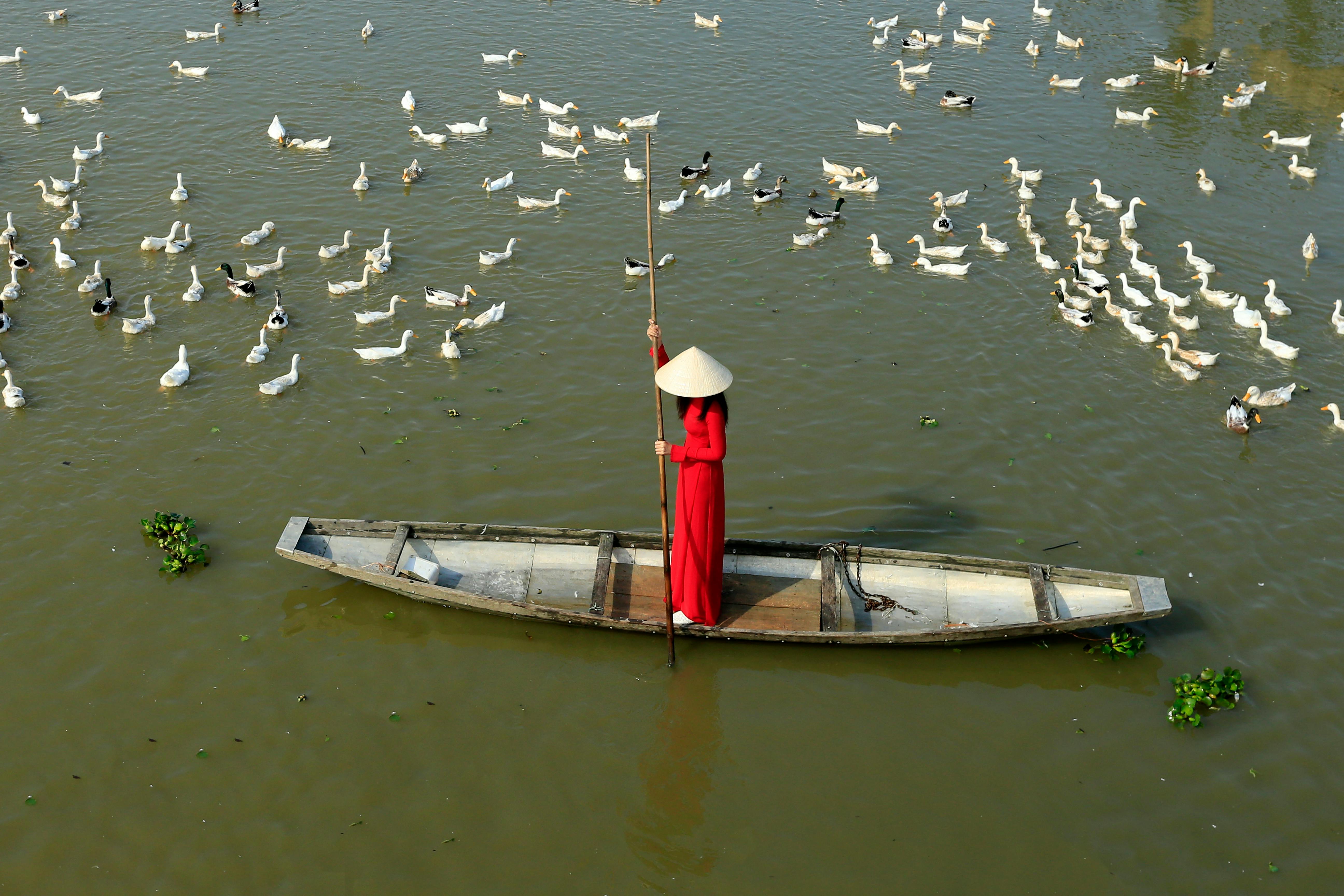 Aerial View of Woman Rowing Boat amidst Ducks · Free Stock Photo