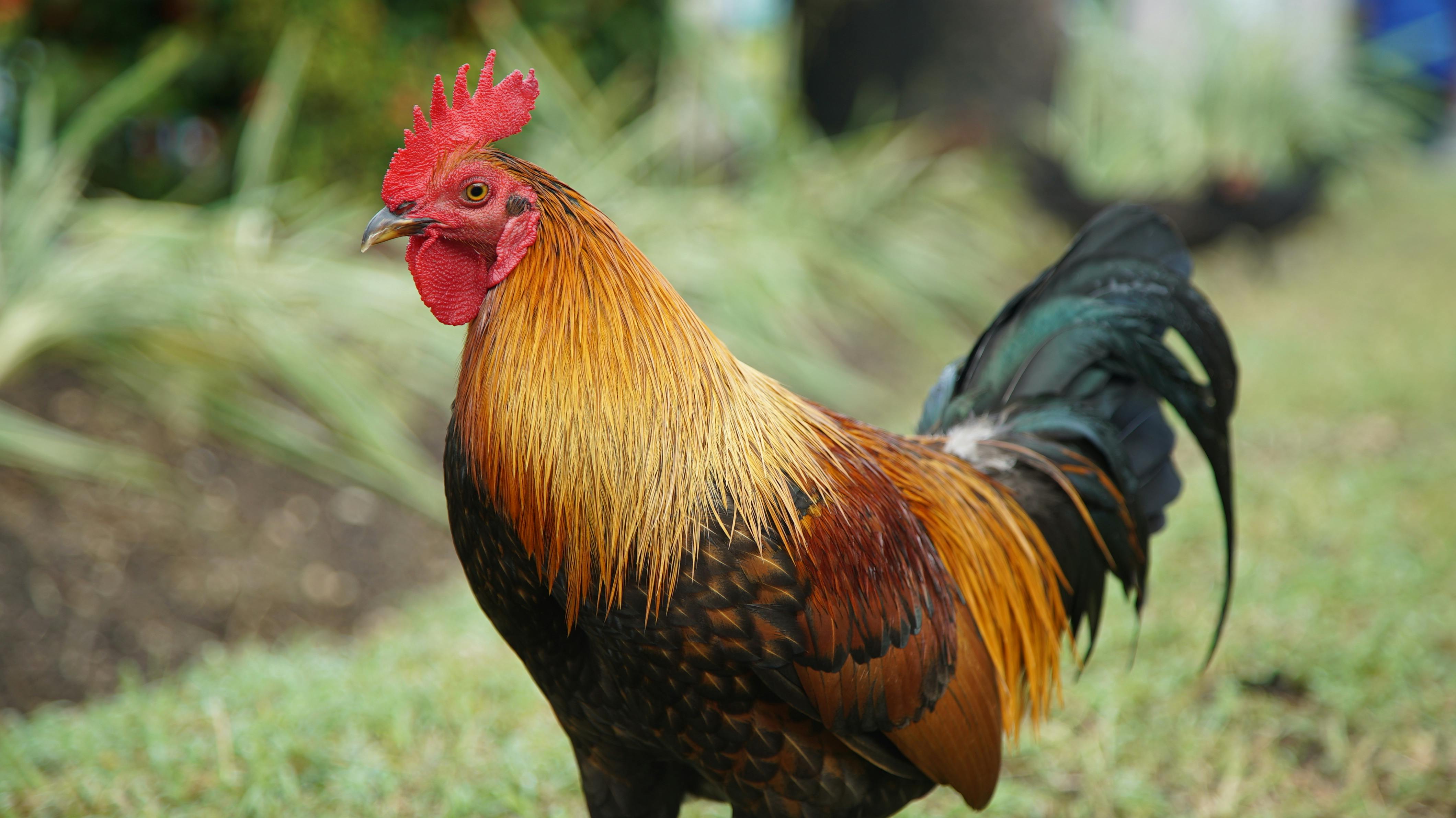 Colorful Rooster in Barbados Garden · Free Stock Photo