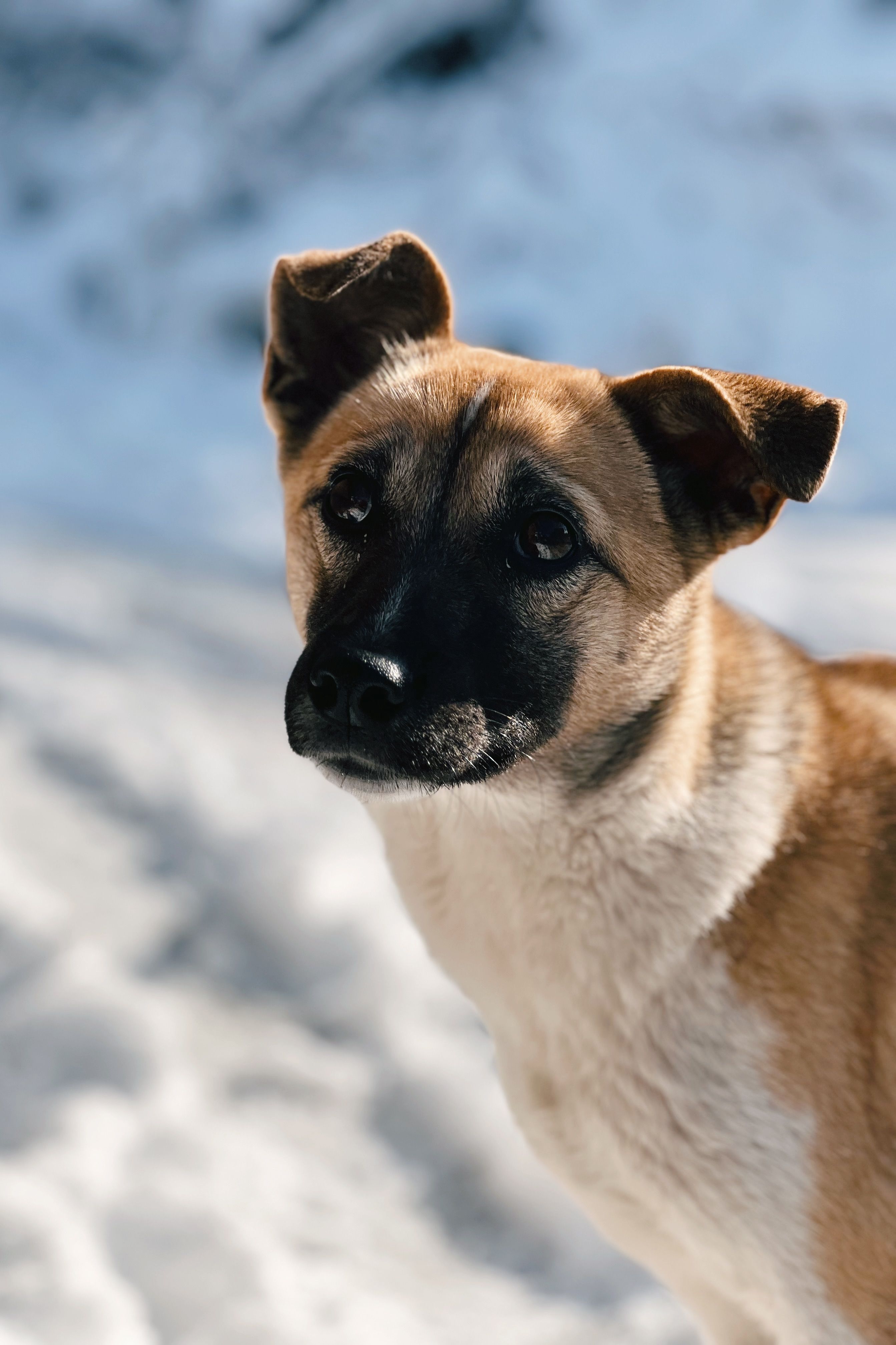 Dog Kazakhstan Photos, Download The BEST Free Dog Kazakhstan Stock ...