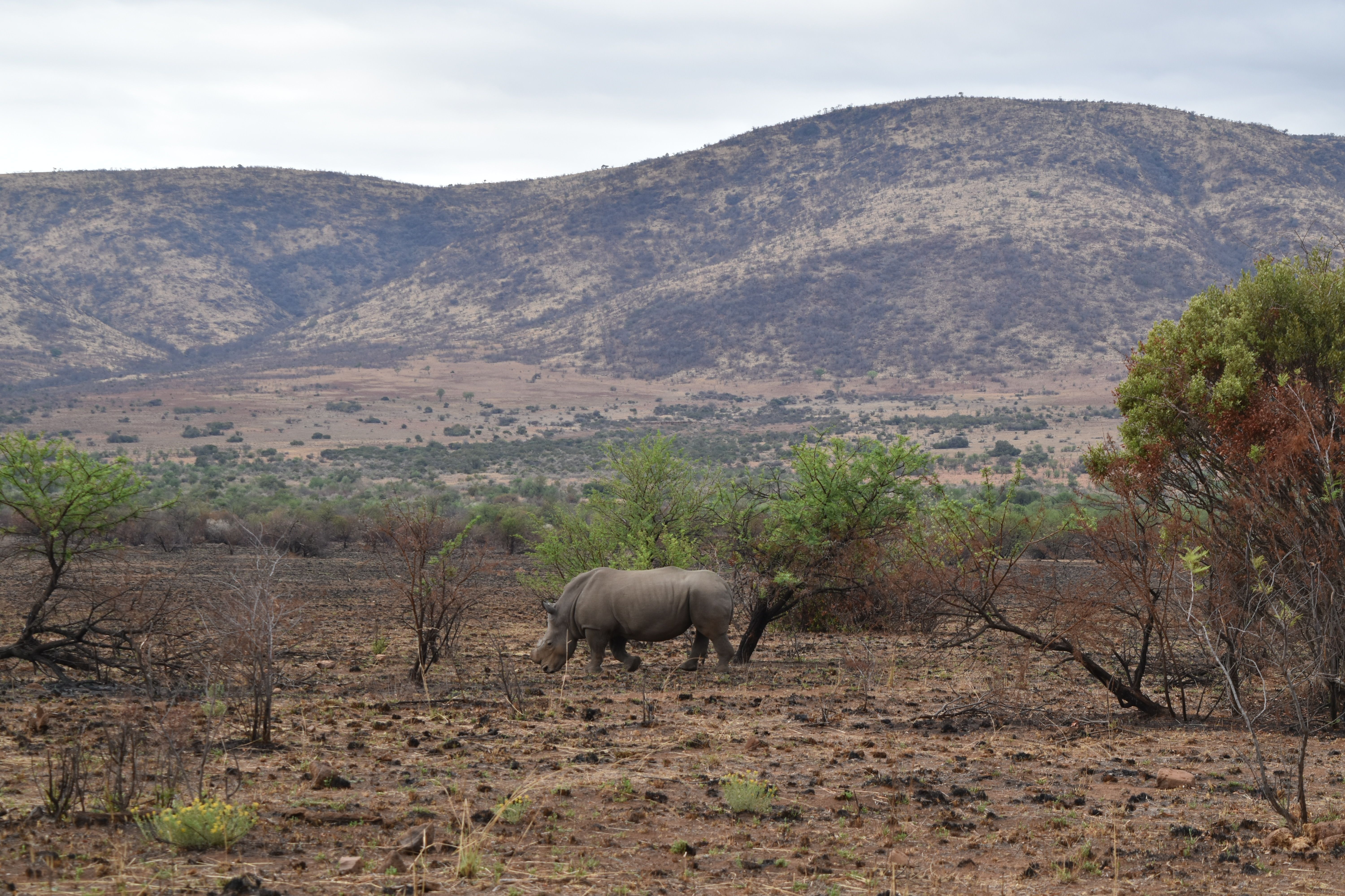 Rhinocéros Dans Le Paysage De Savane Du Pilanesberg · Photo gratuite