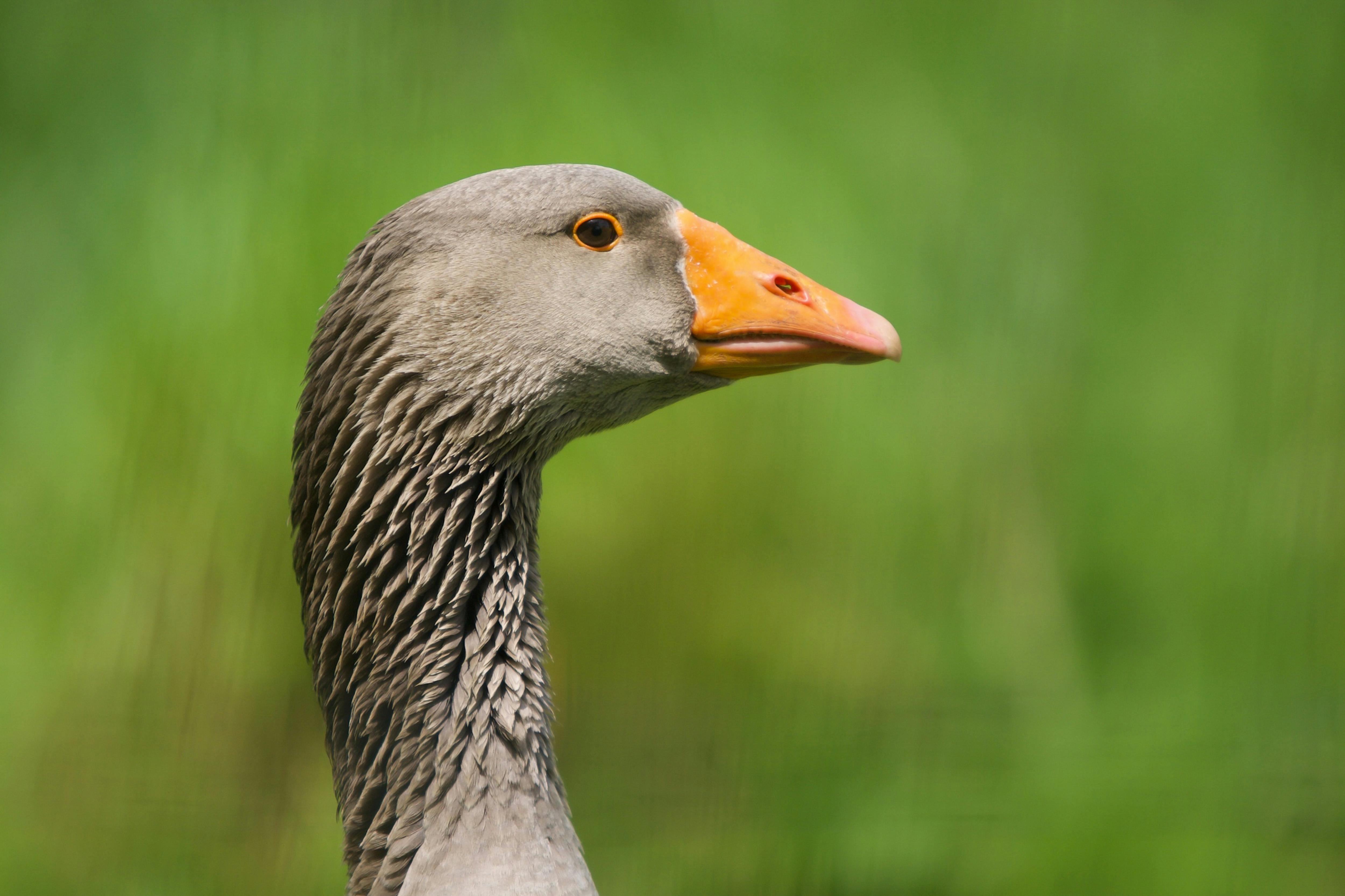 Close-up of a Greylag Goose in Profile · Free Stock Photo