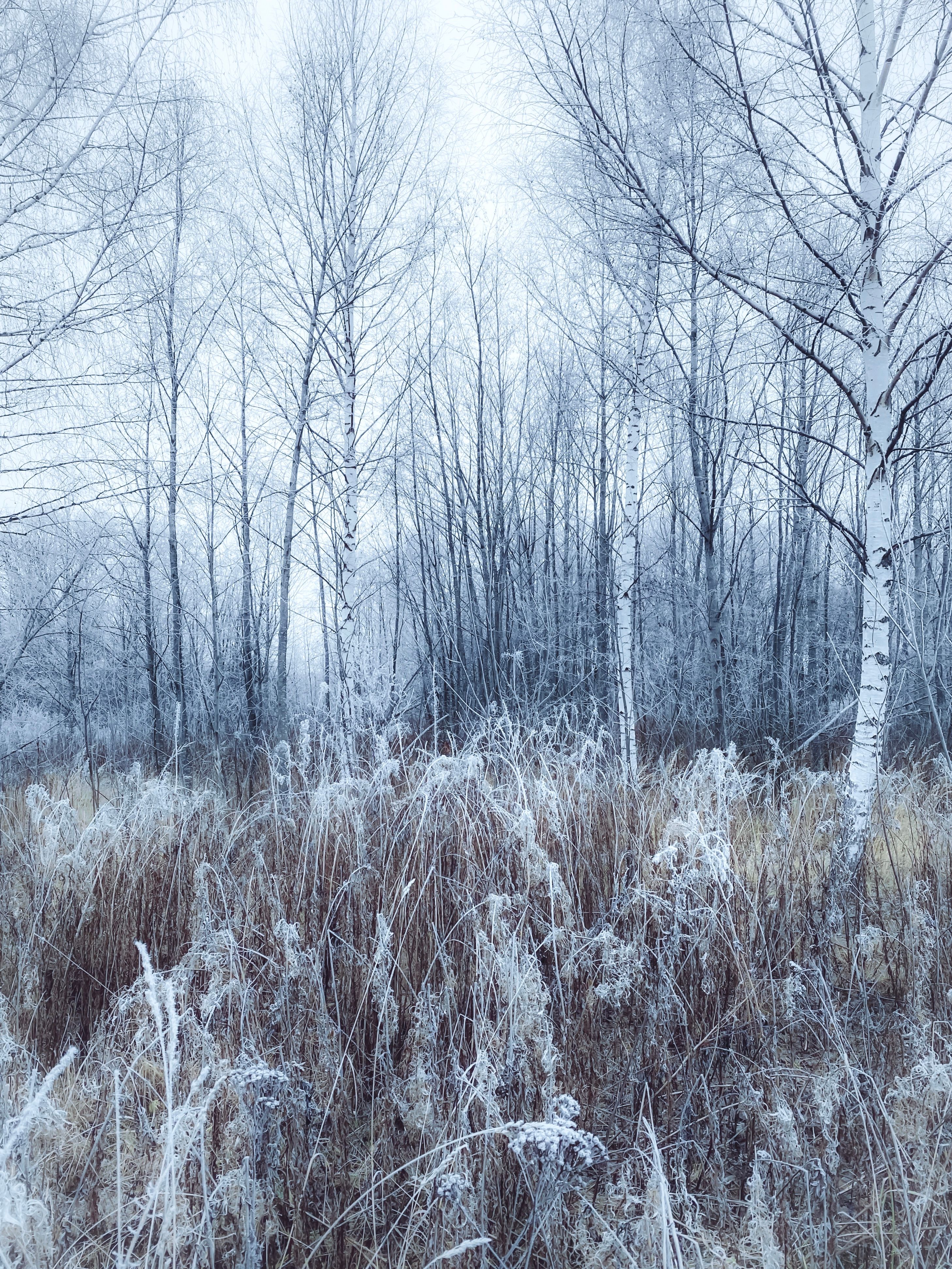 Frosty Winter Landscape with Bare Trees · Free Stock Photo