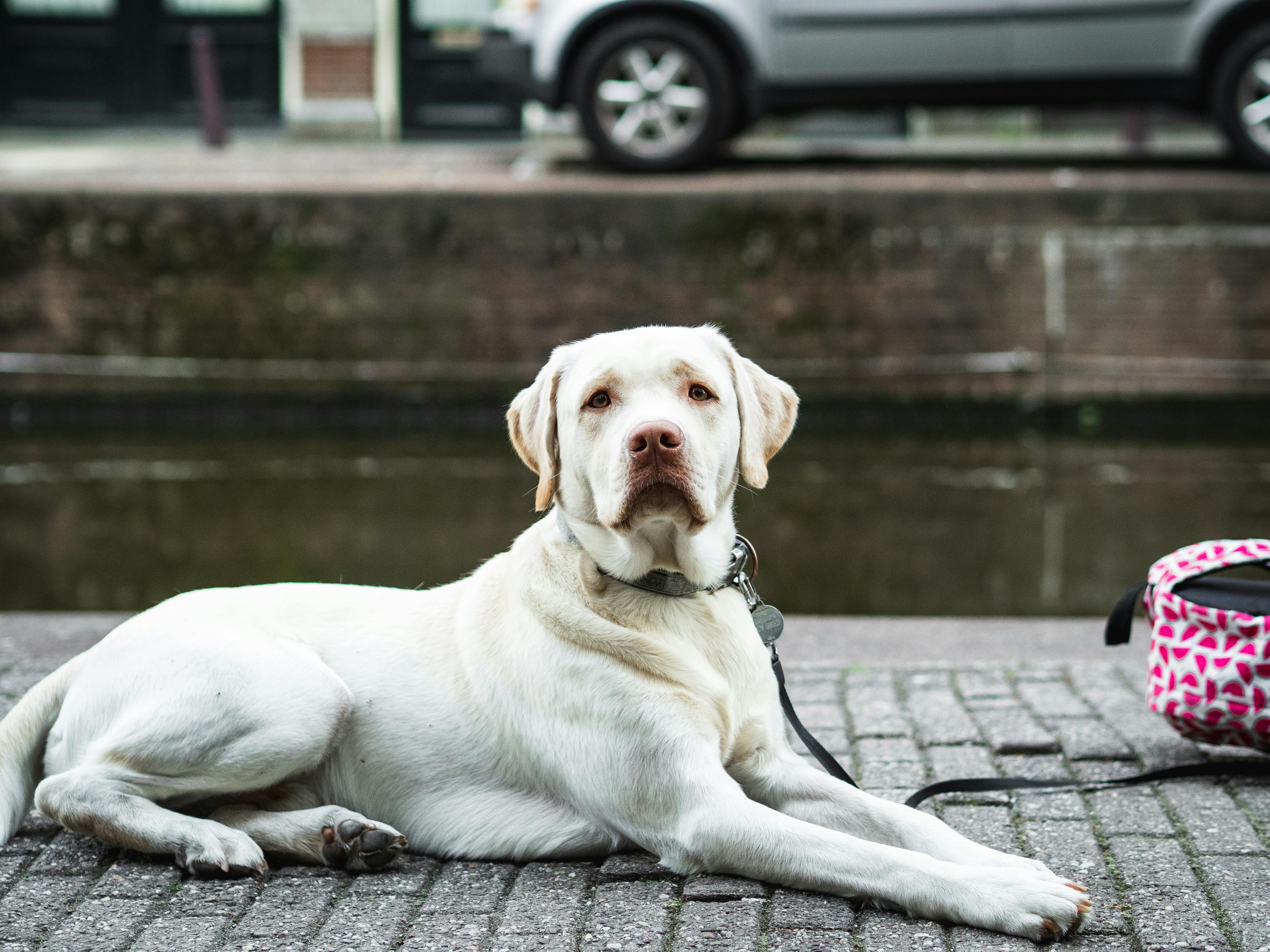 Labrador Retriever by Amsterdam Canal · Free Stock Photo
