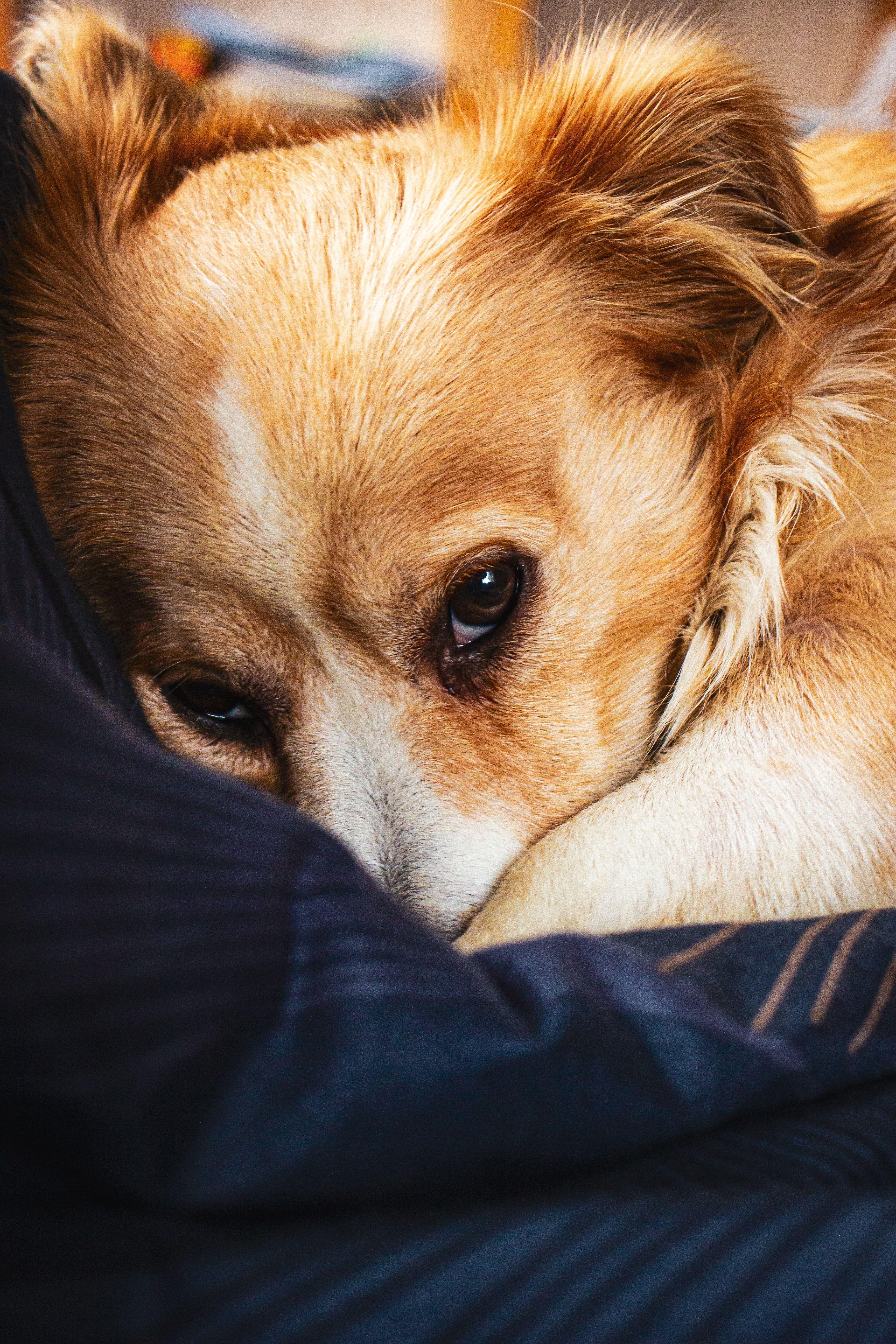 Puppy Covered With Blanket · Free Stock Photo