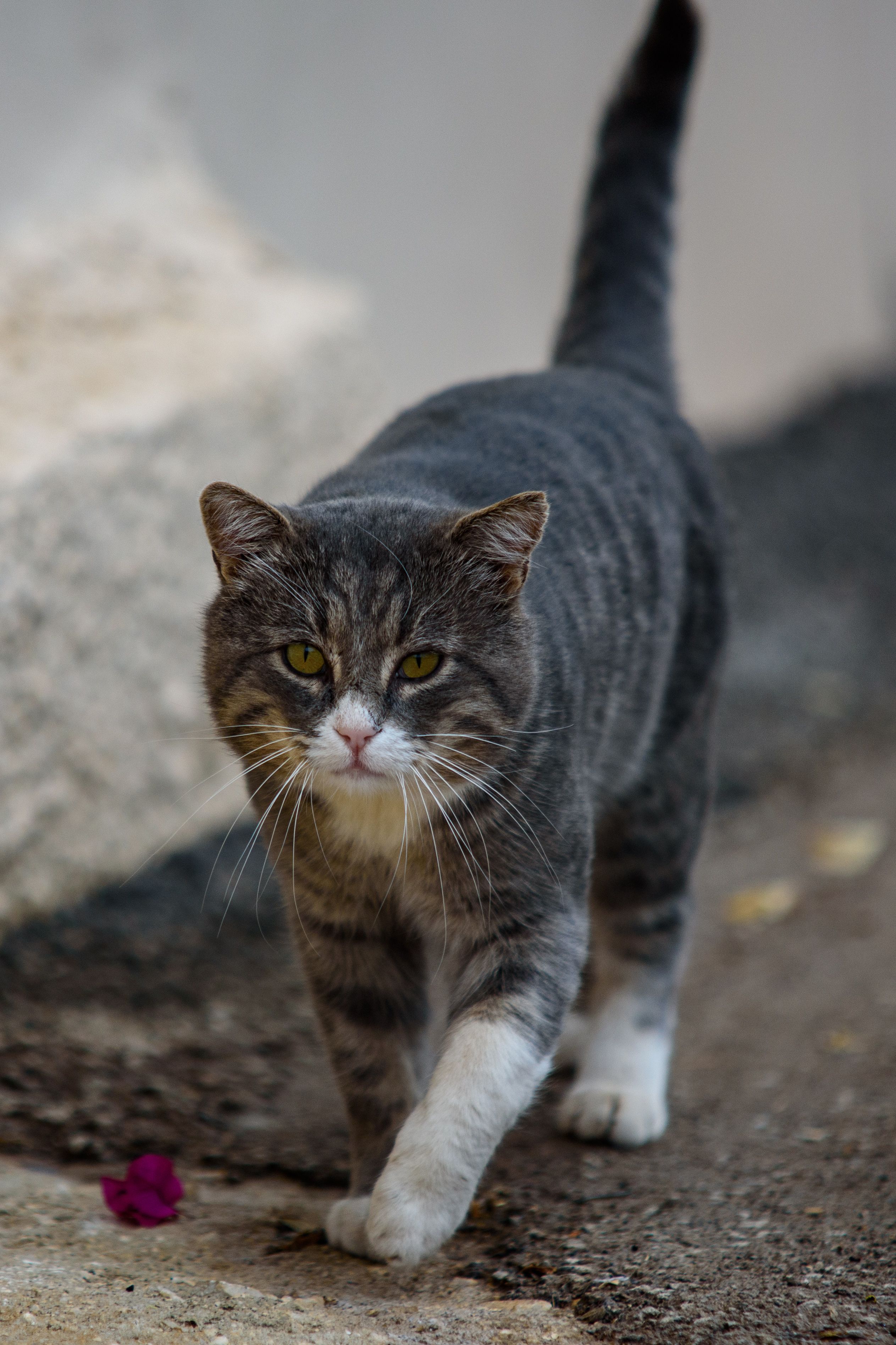A Close-Up Shot of a Cat Outdoors · Free Stock Photo