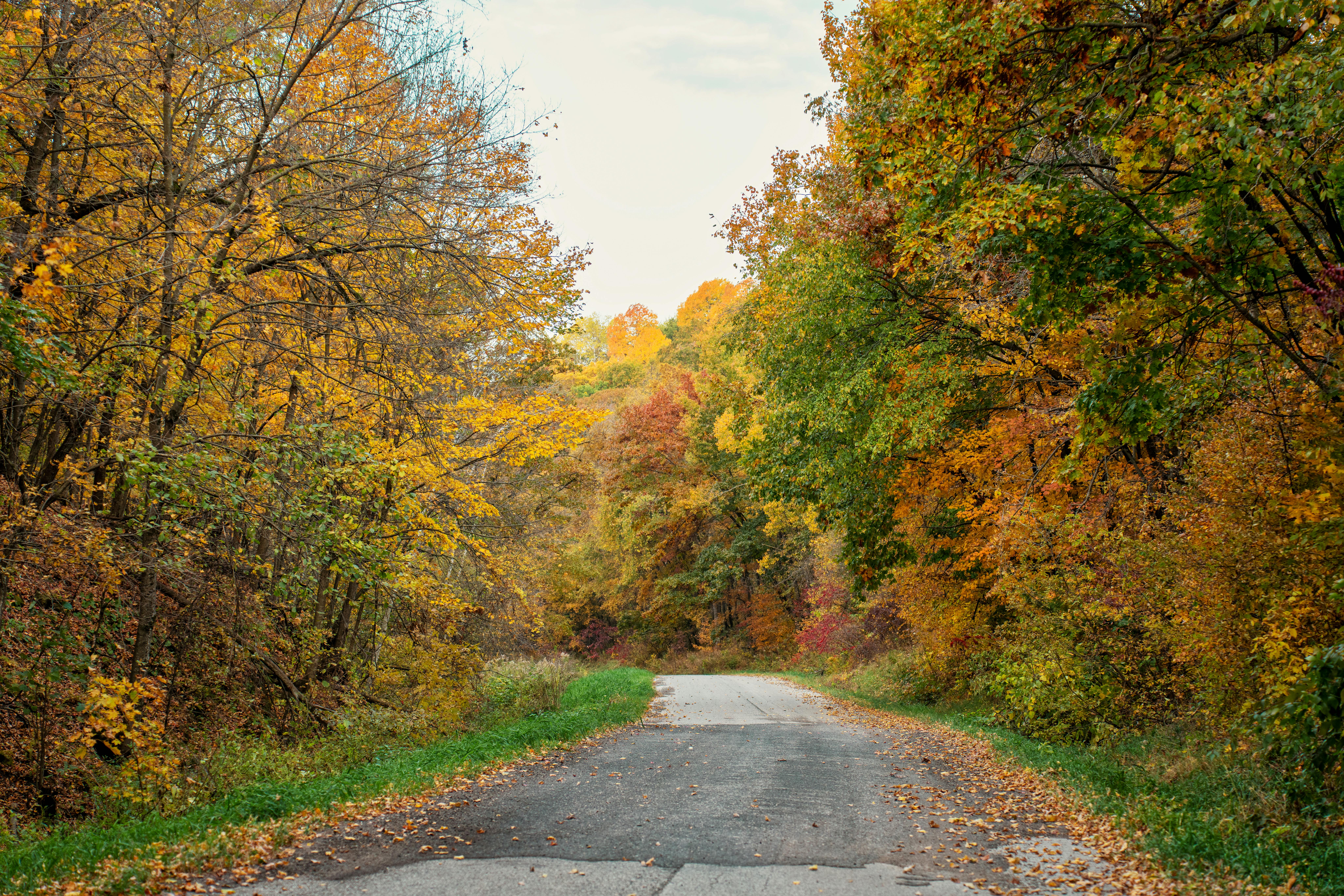 Scenic Autumn Road in Ella, Wisconsin · Free Stock Photo