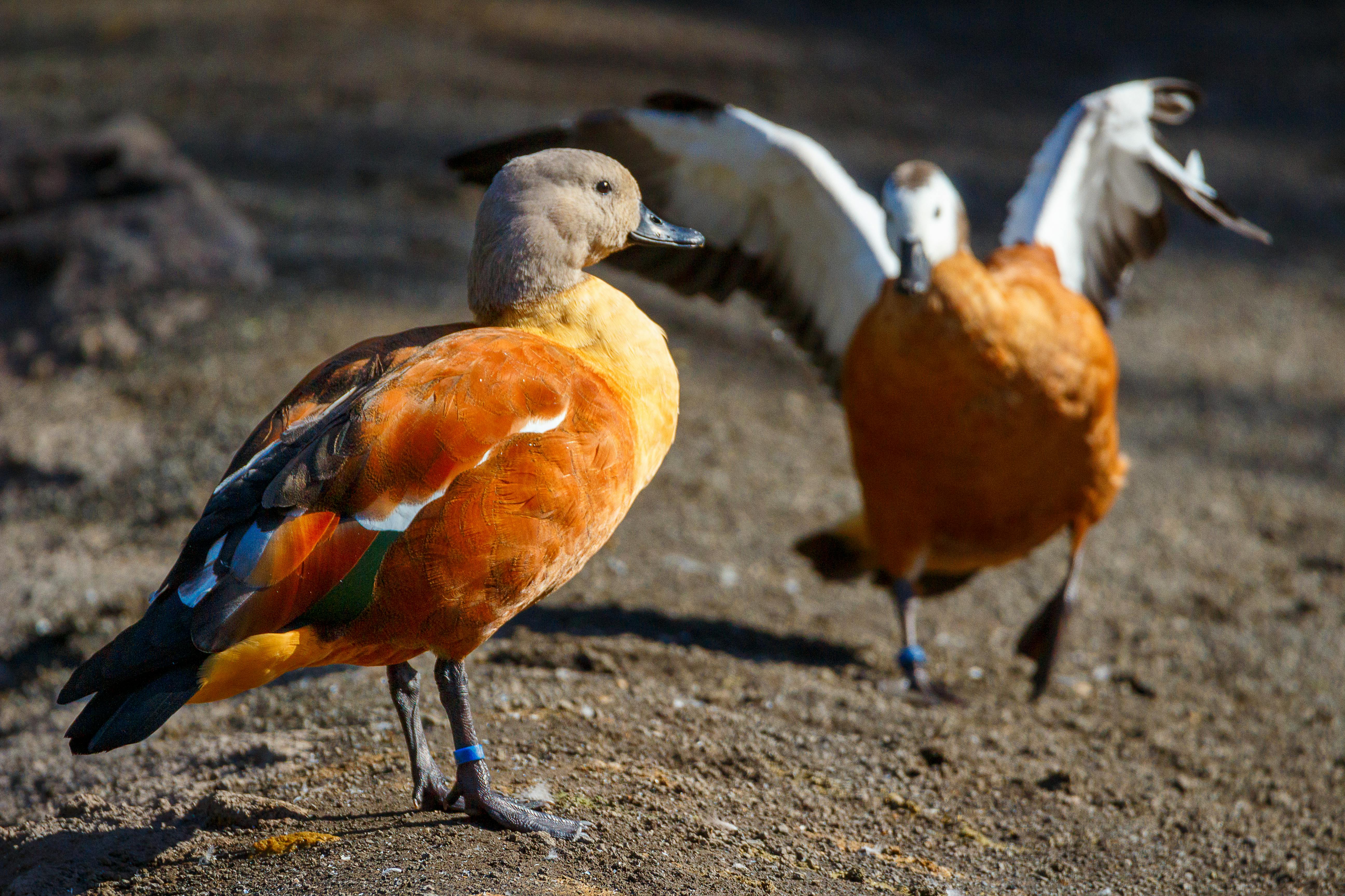 Pair of Ruddy Shelducks in Natural Habitat · Free Stock Photo