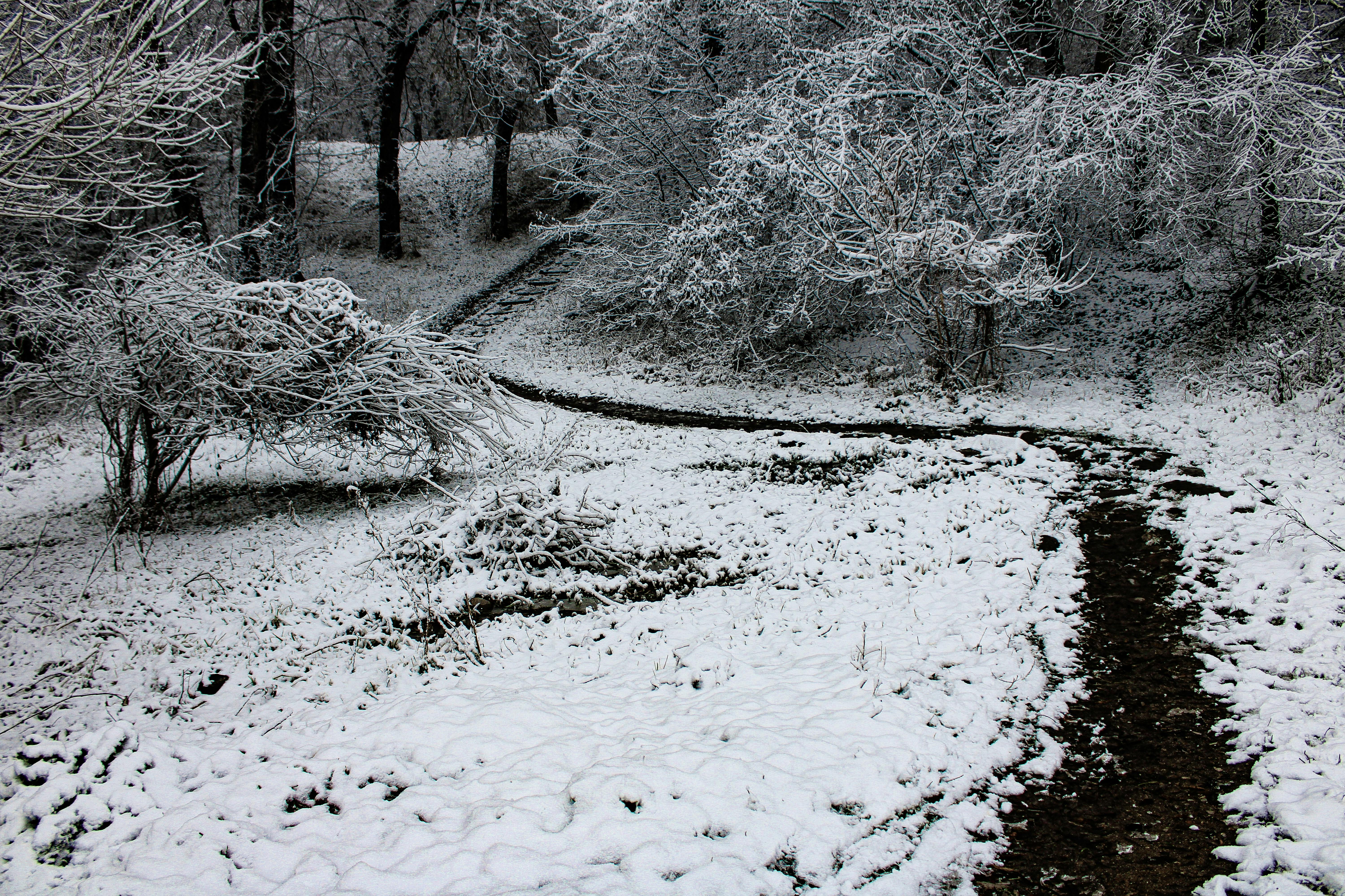 Snow-Covered Forest Trail in Winter Wonderland · Free Stock Photo