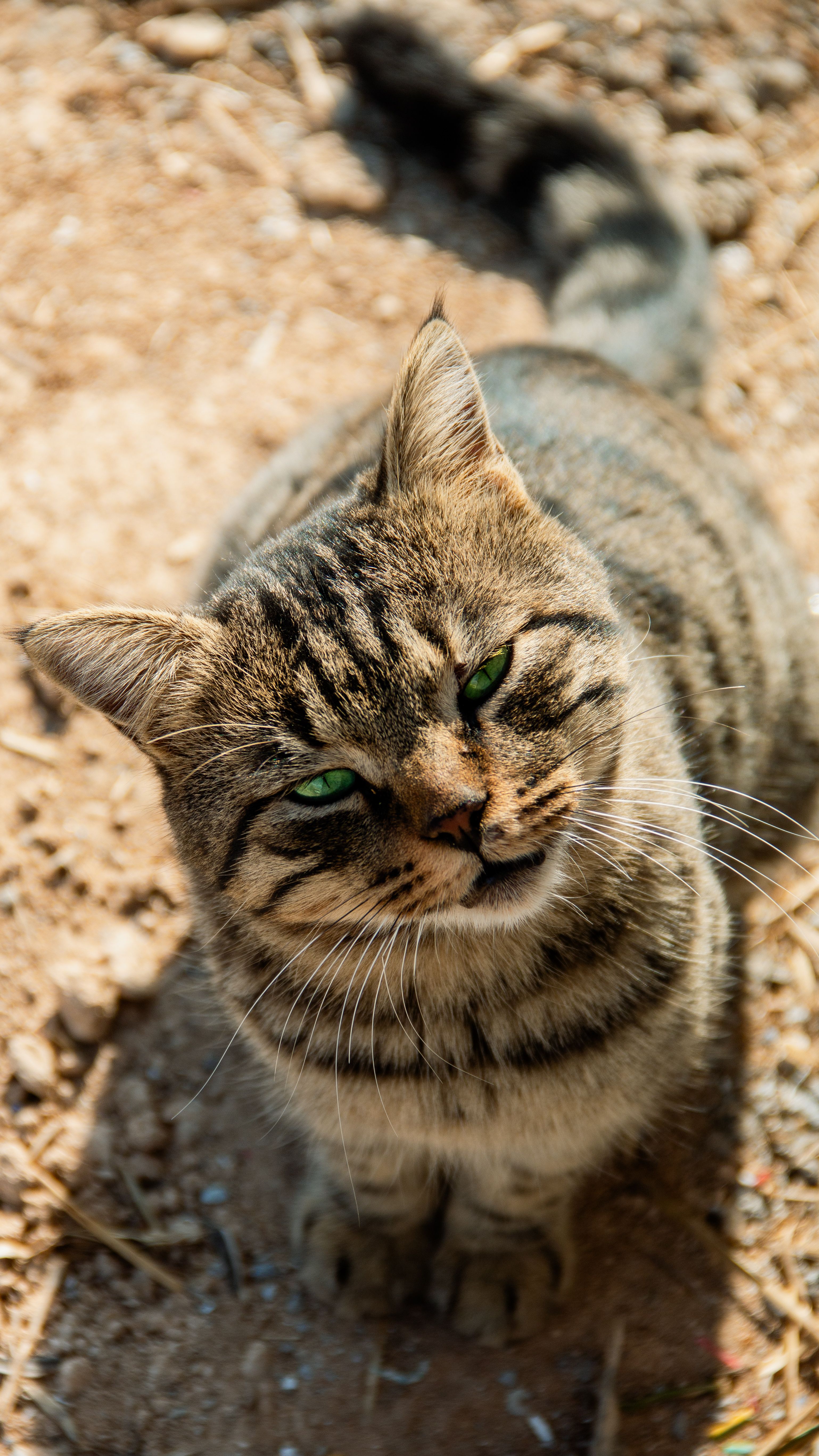Charming Turkish Stray Cat in Sunlight · Free Stock Photo