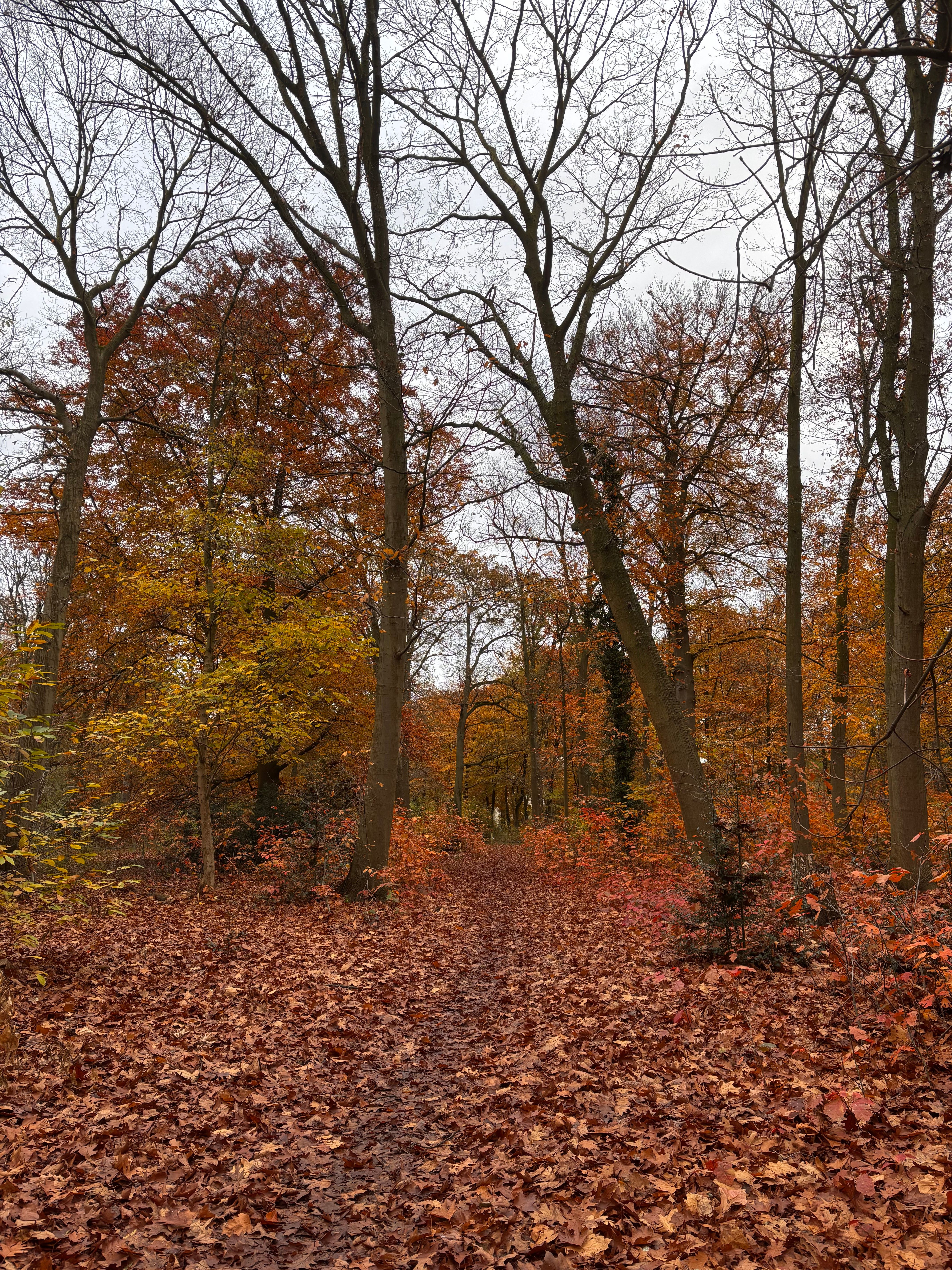 Tranquil Autumn Path in Belgian Forest · Free Stock Photo