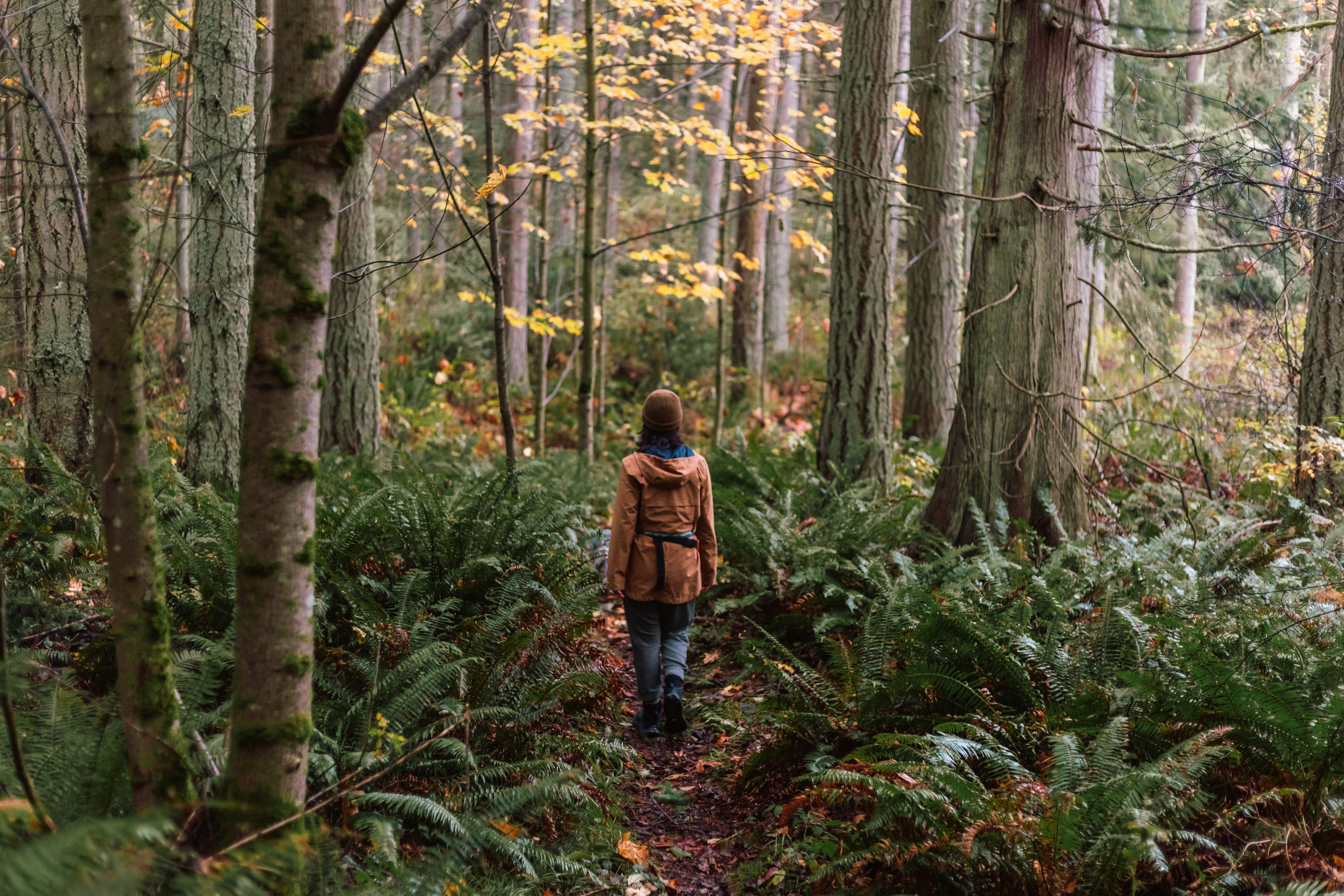 Person Hiking in Lush Forest Near Seattle · Free Stock Photo