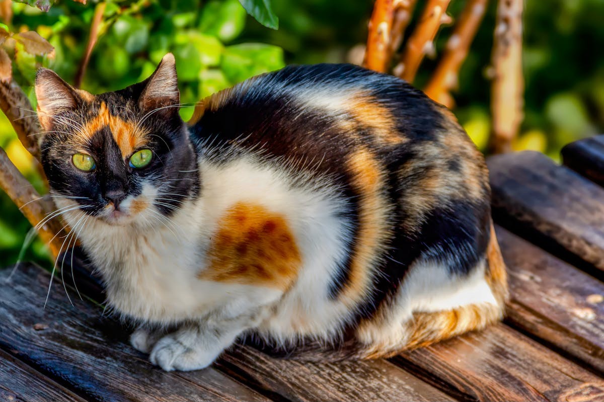Calico Cat Photos, Download The BEST Free Calico Cat Stock Photos & HD ...