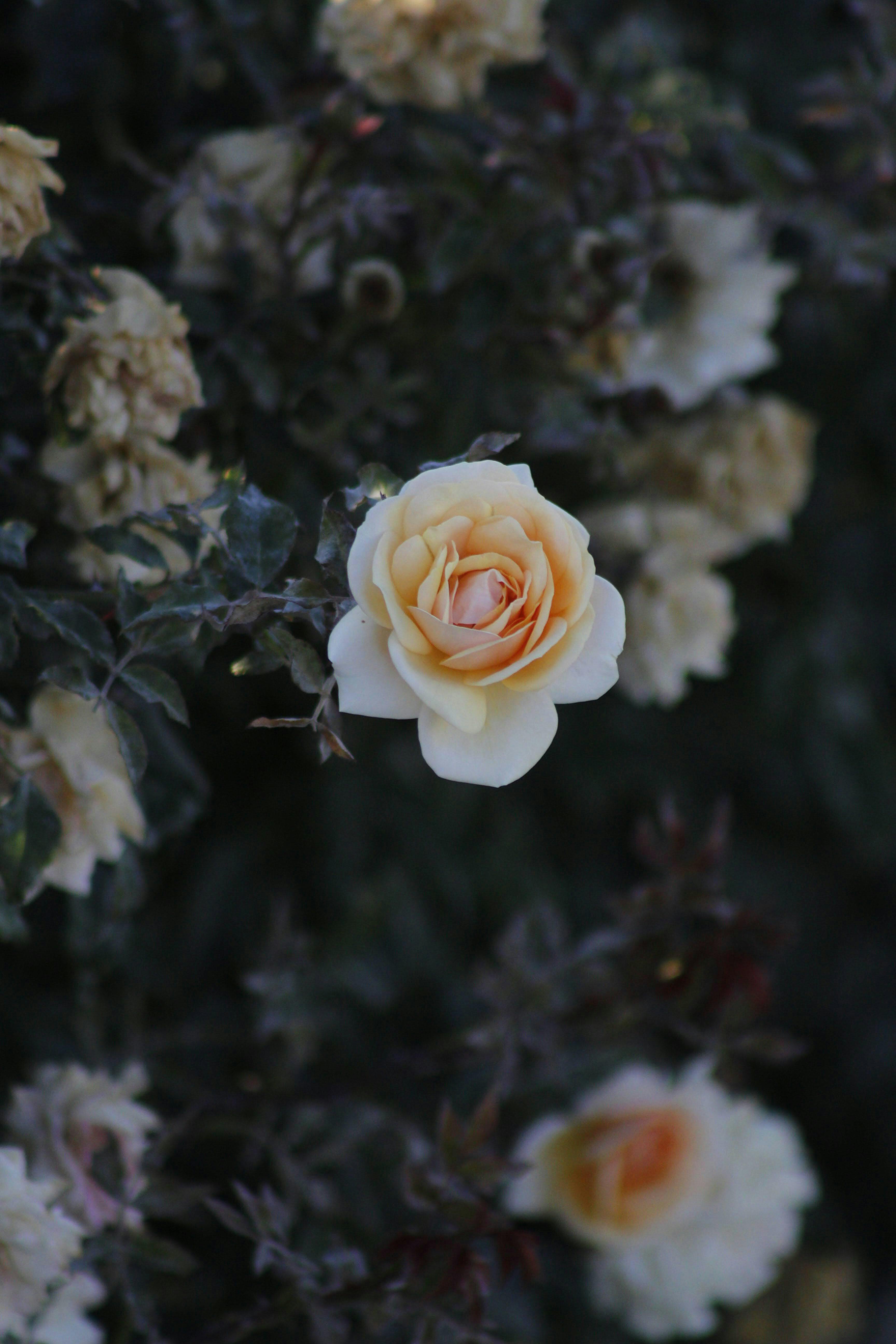 Close-up of a Delicate Peach Rose Bloom · Free Stock Photo