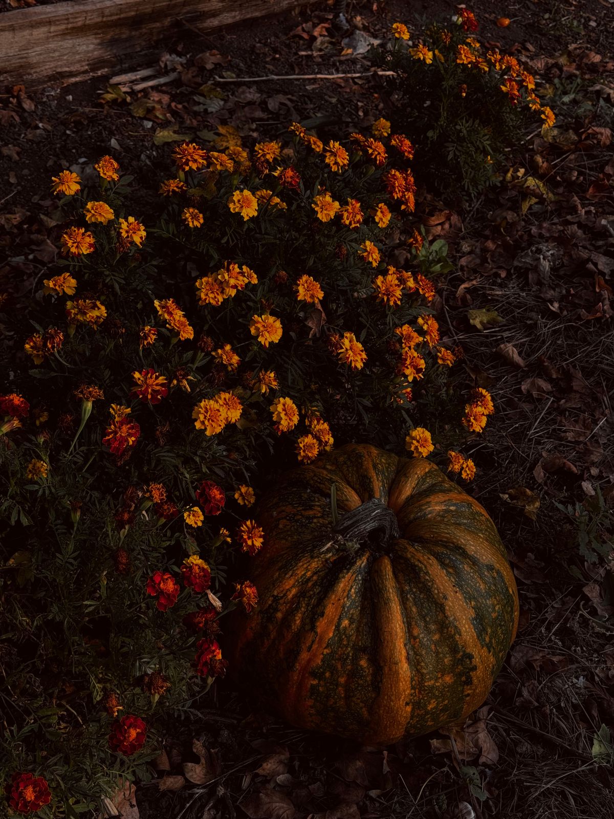 Nature Flowers Photos, Download The BEST Free Nature Flowers Stock ...