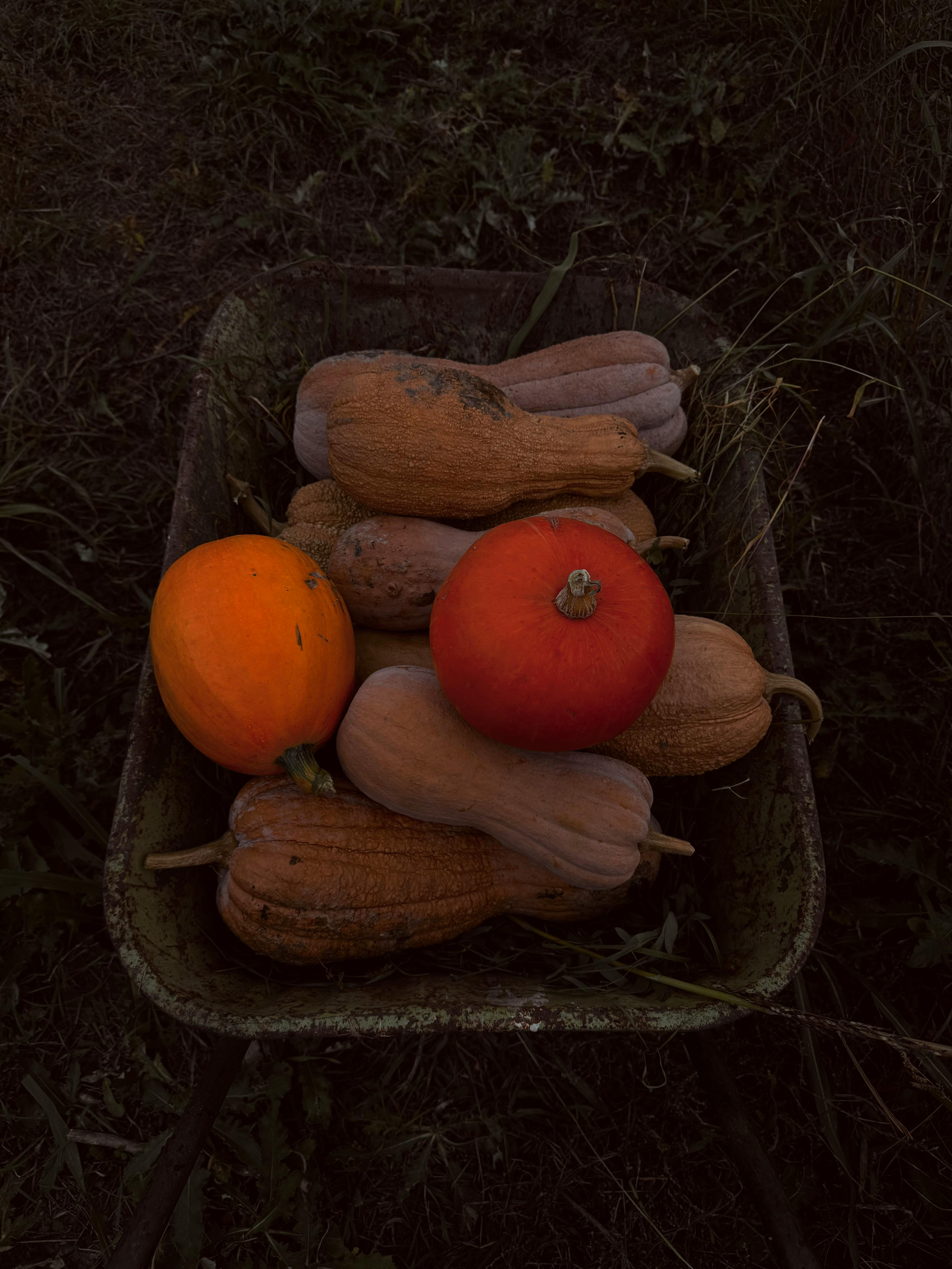 Rustic Wheelbarrow with Harvested Autumn Squash · Free Stock Photo