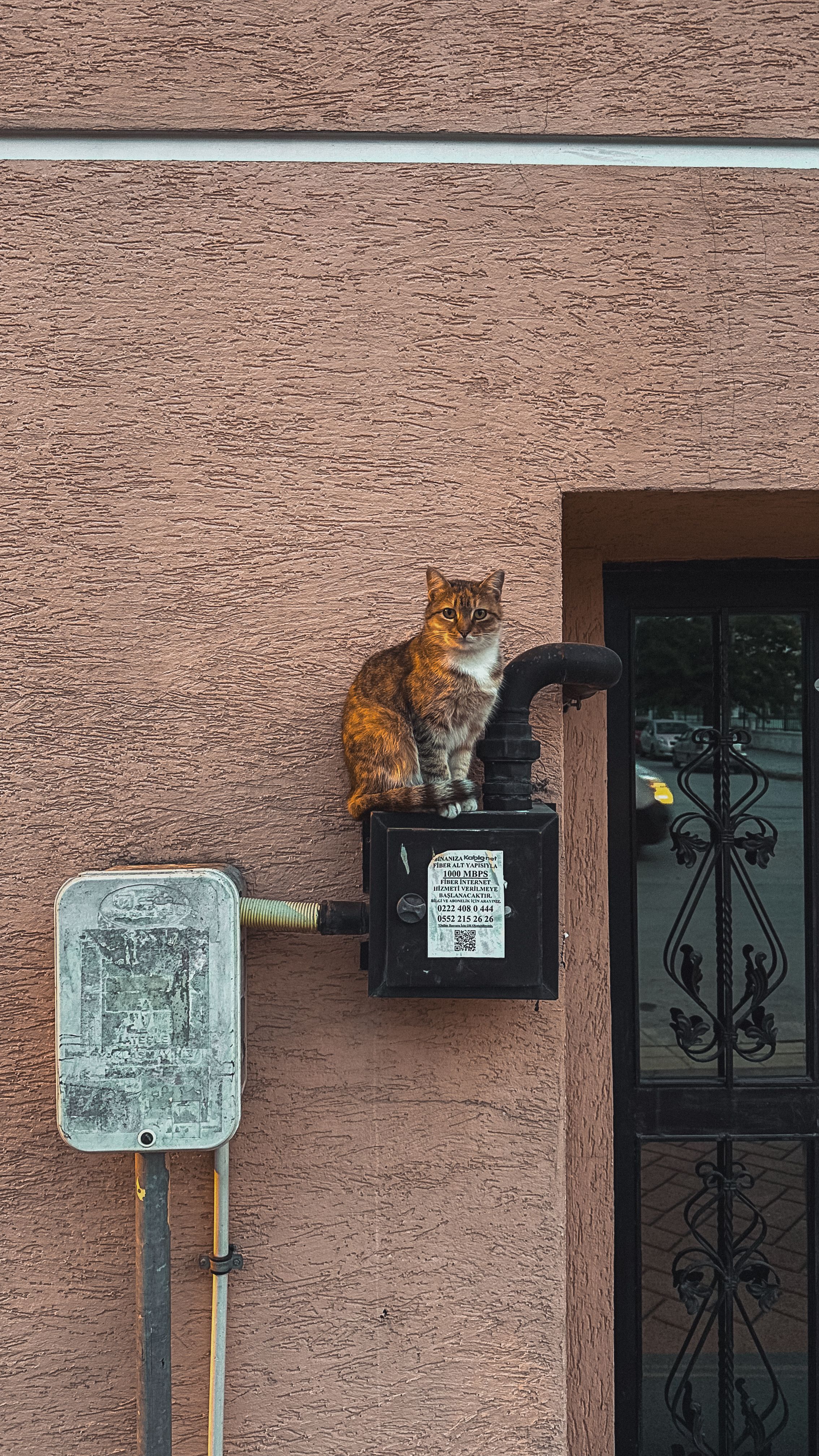 Pozarni Stray Photos, Download The BEST Free Pozarni Stray Stock Photos ...