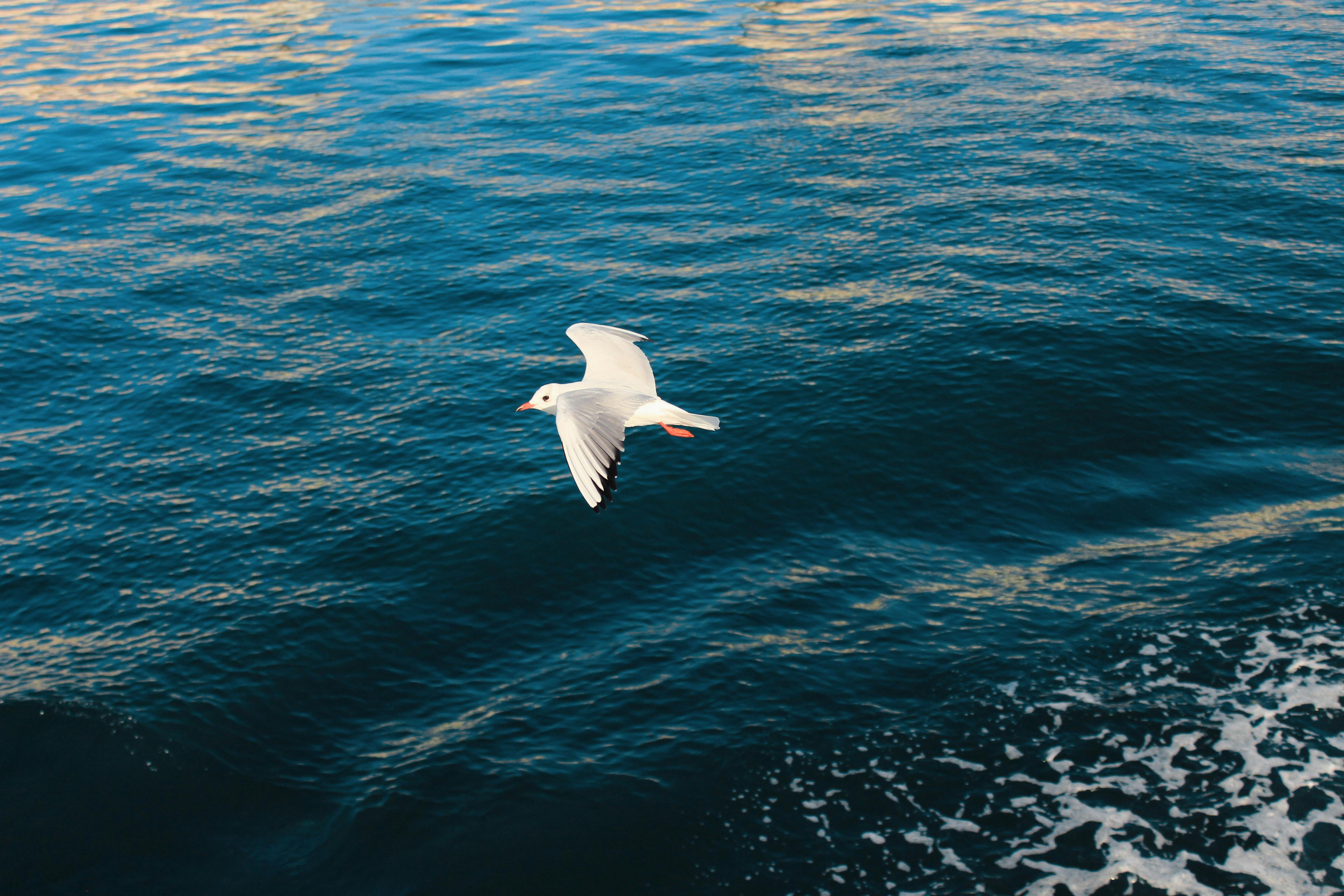 Graceful Seagull Soaring Over Ocean Waves · Free Stock Photo