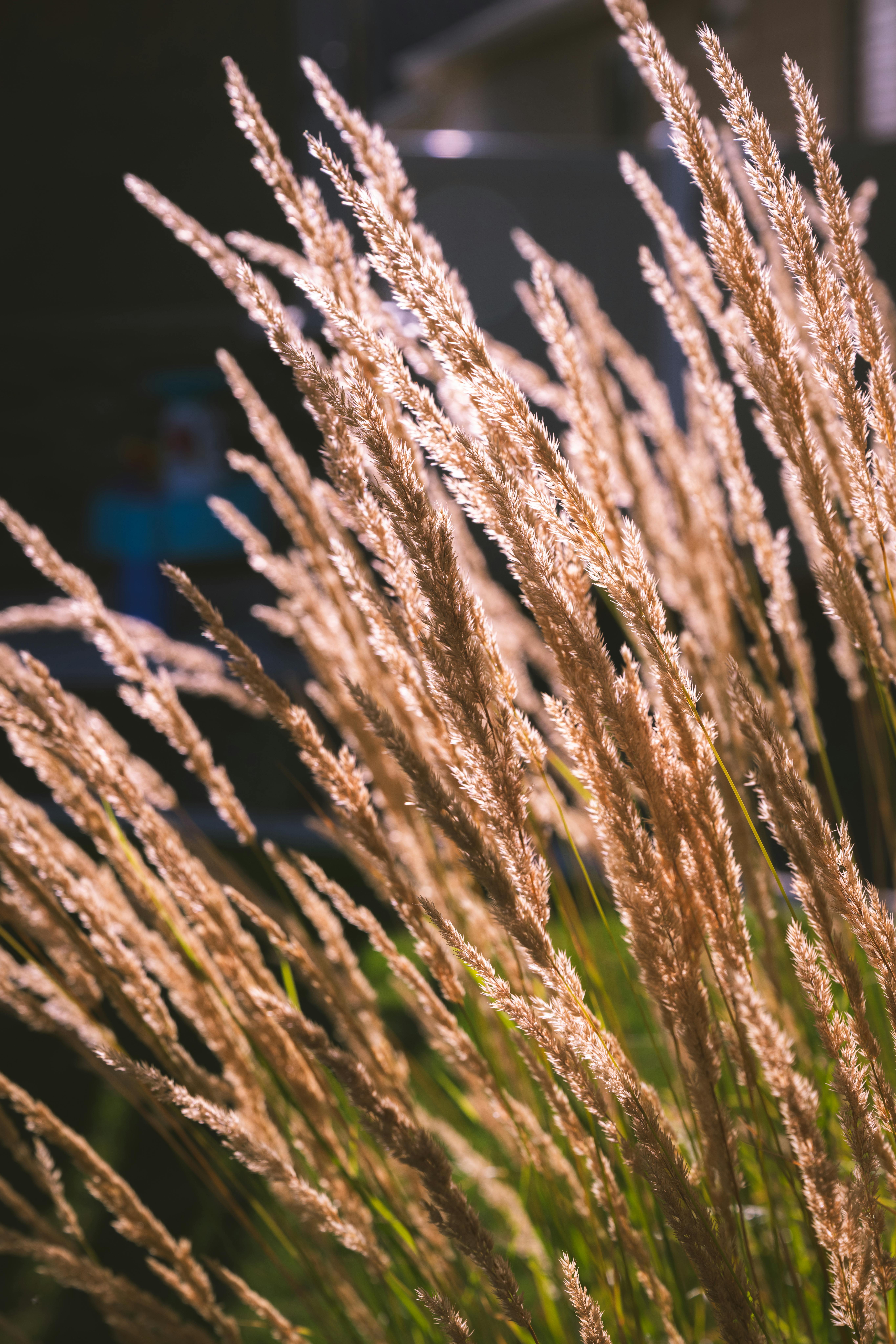 Golden Ornamental Grass in Sunlight · Free Stock Photo