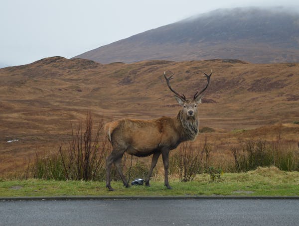 Scottish Stag Photos, Download The BEST Free Scottish Stag Stock Photos ...