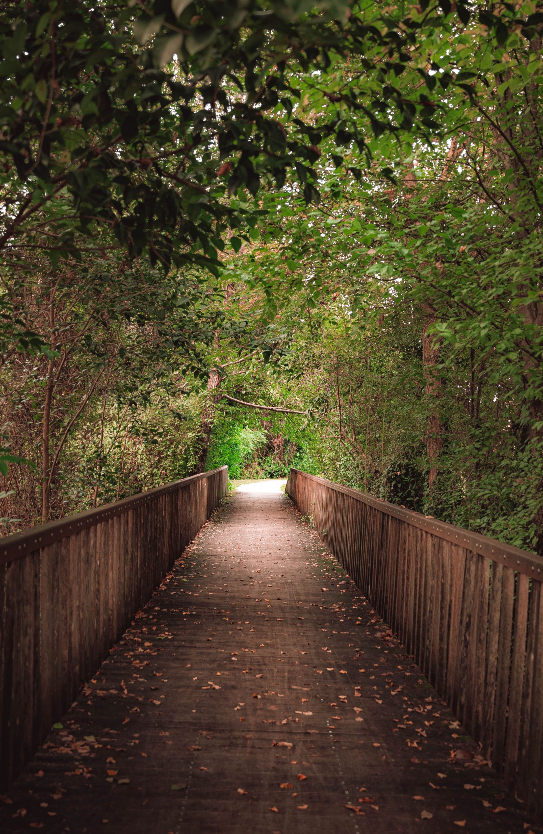 Scenic Wooden Bridge Surrounded by Lush Greenery · Free Stock Photo