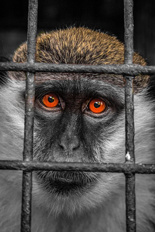 Sad Monkey Photos, Download The BEST Free Sad Monkey Stock Photos & HD ...