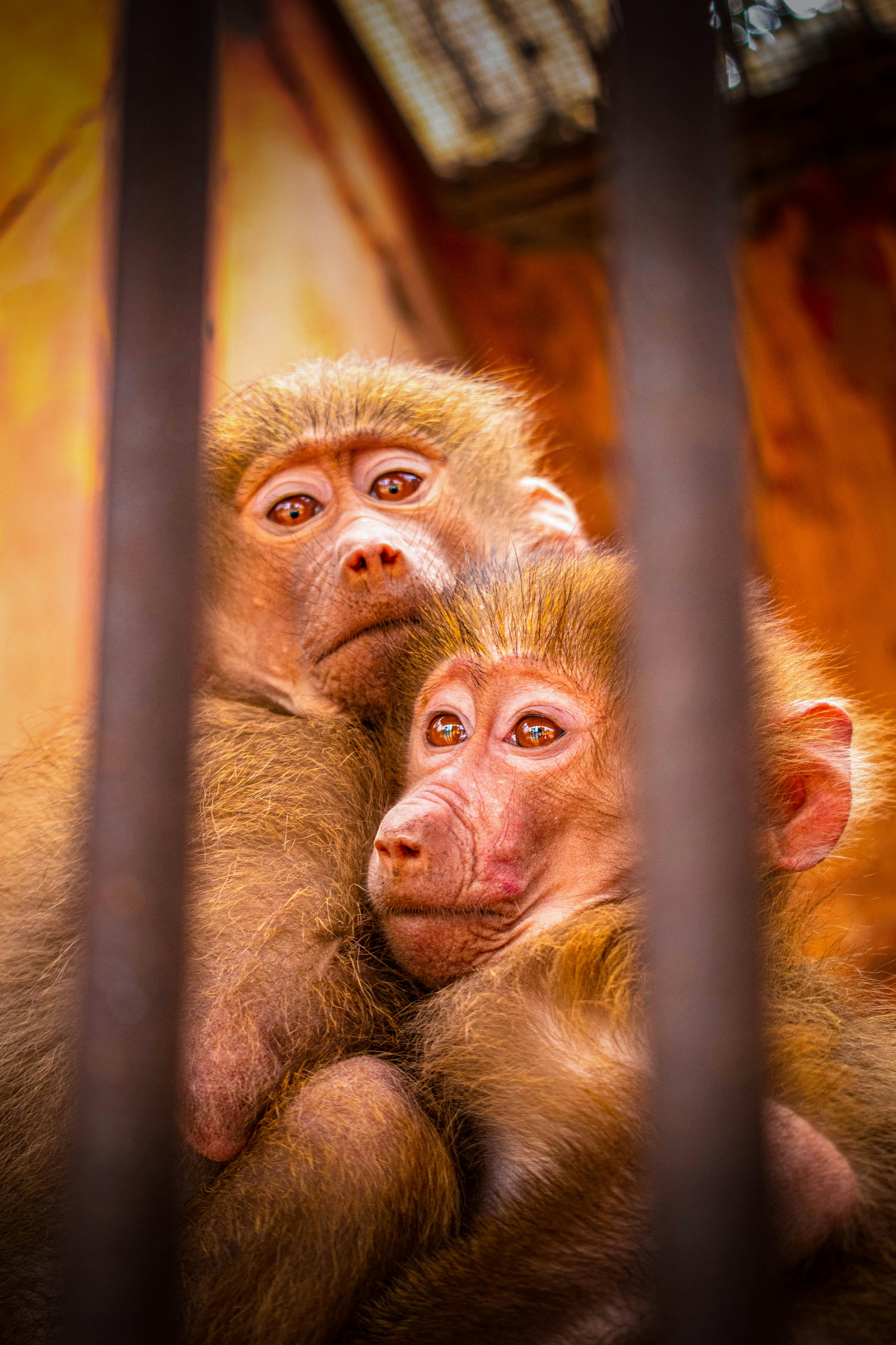 Baboon Pair Behind Zoo Bars · Free Stock Photo