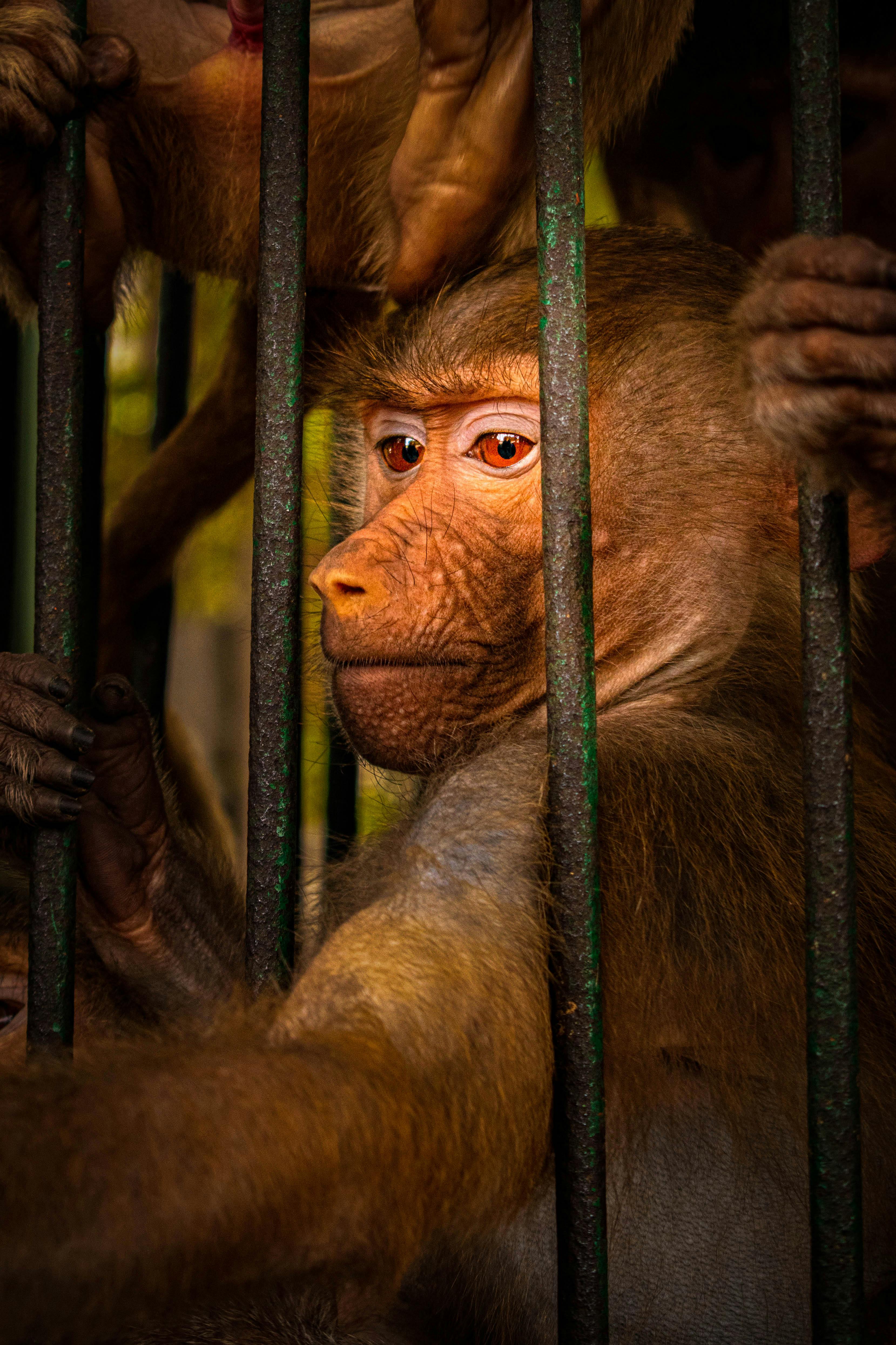 Captive Baboon Gazing Through Zoo Bars · Free Stock Photo