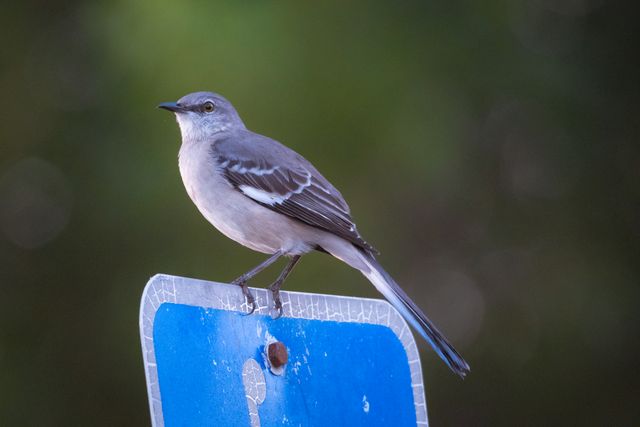 Ohio Bird Identification Guide for Beginners: Essential Tips
