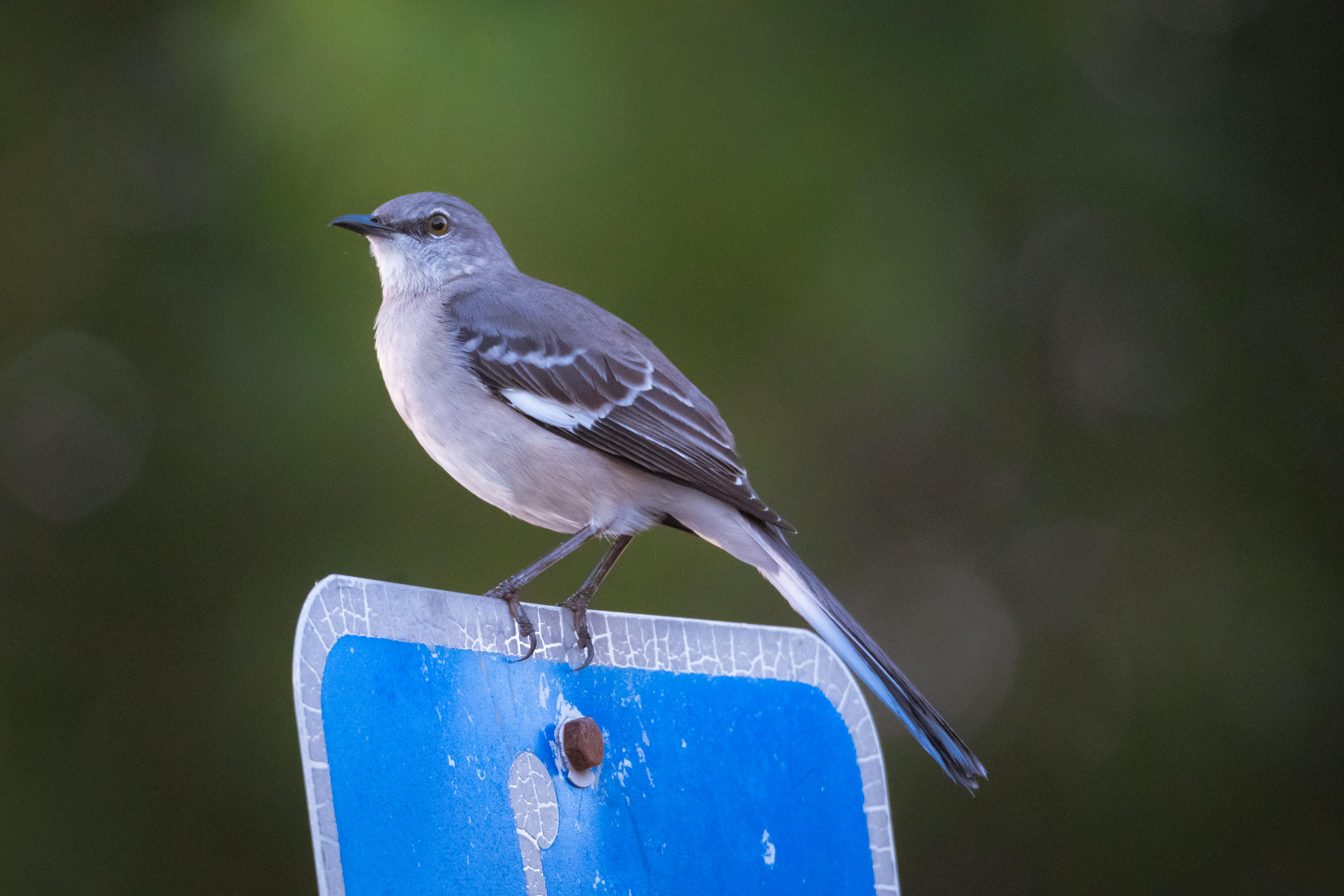 Northern Mockingbird Perched on Sign in Ohio · Free Stock Photo