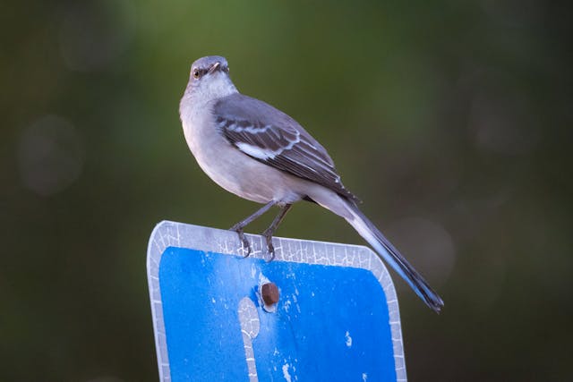 Northern Mockingbird Aggressive Behavior Explained Simply