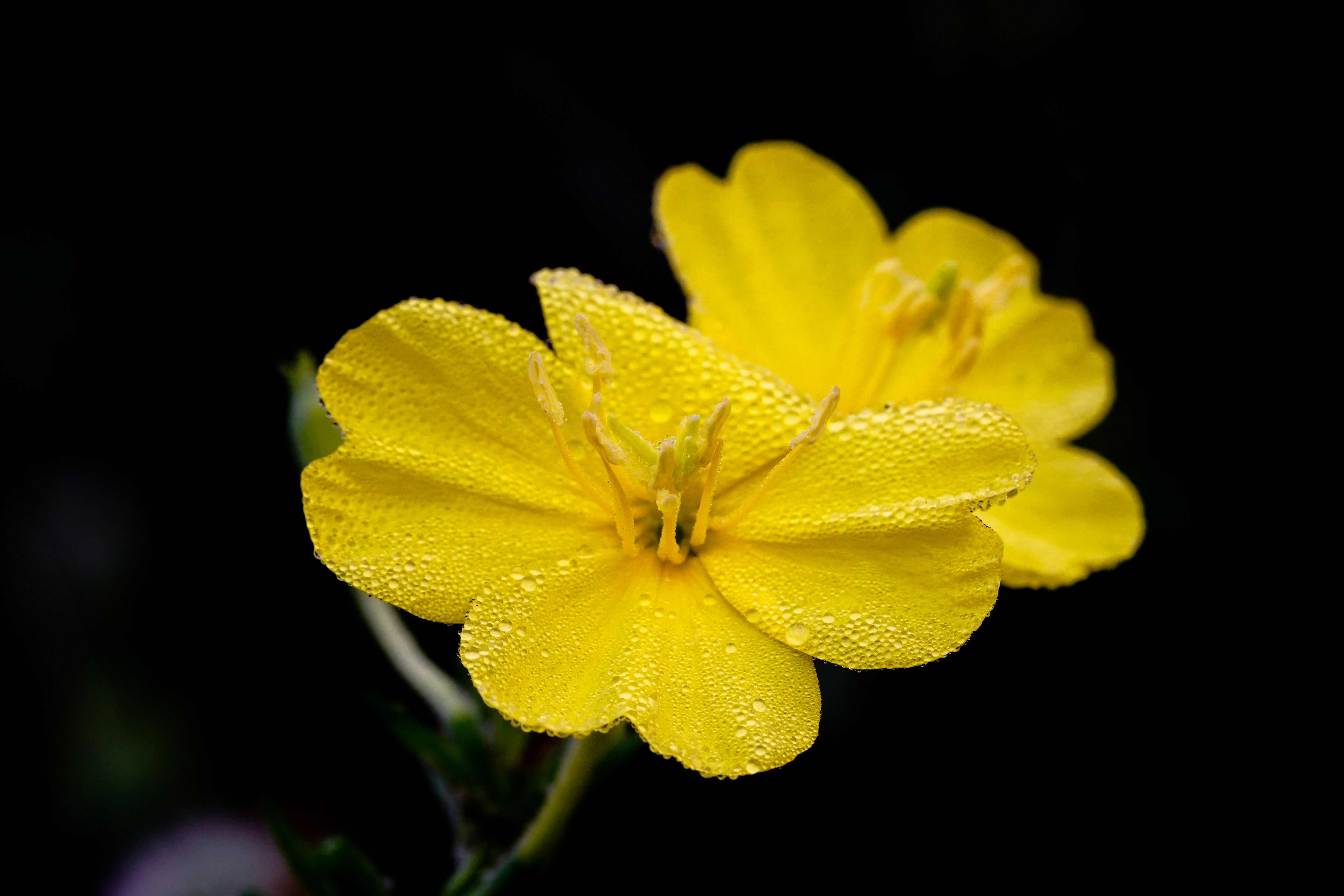 Close-Up of Yellow Evening Primrose Flowers · Free Stock Photo