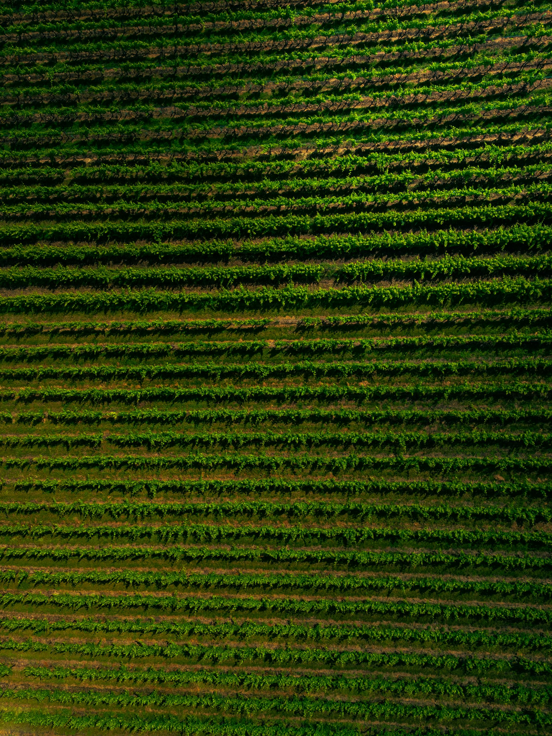 Green Farm · Free Stock Photo