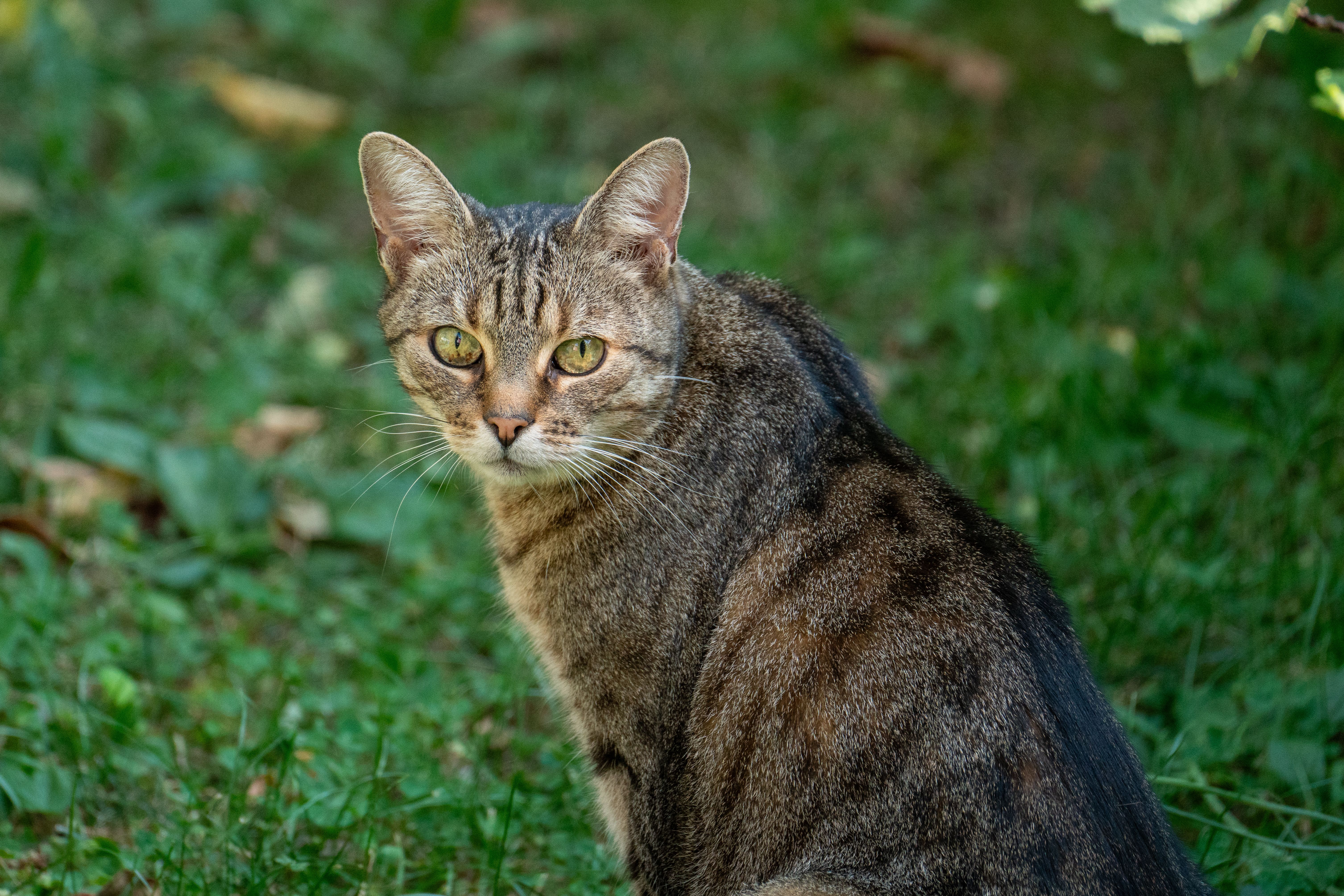 Tabby Cat in Lush Green Garden Outdoors · Free Stock Photo
