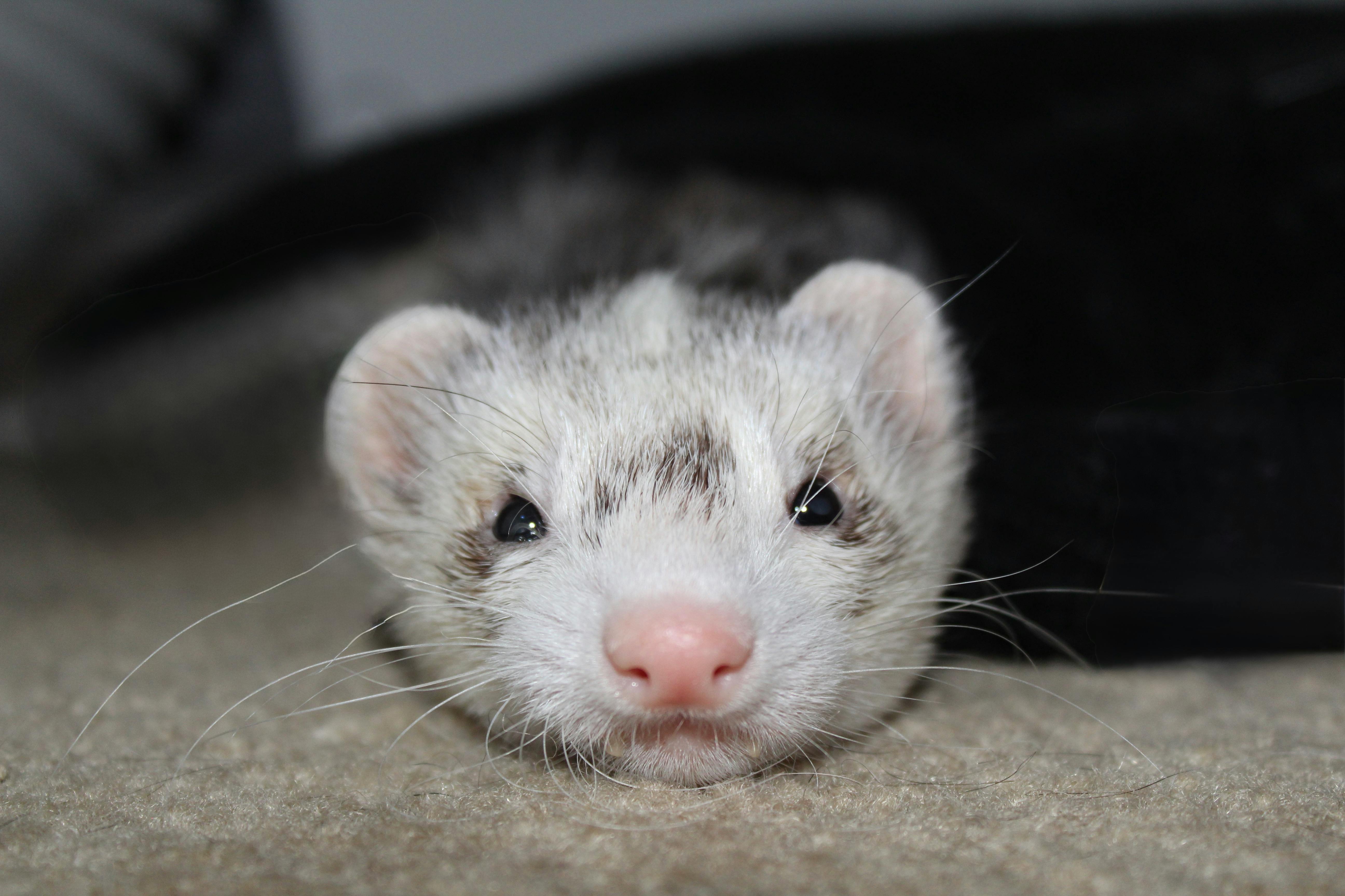 Ferret Photos, Download The BEST Free Ferret Stock Photos & HD Images