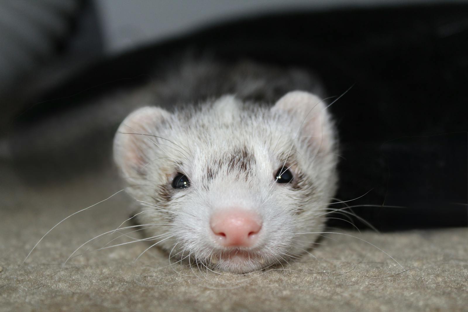 Ferret Photos, Download The BEST Free Ferret Stock Photos & HD Images