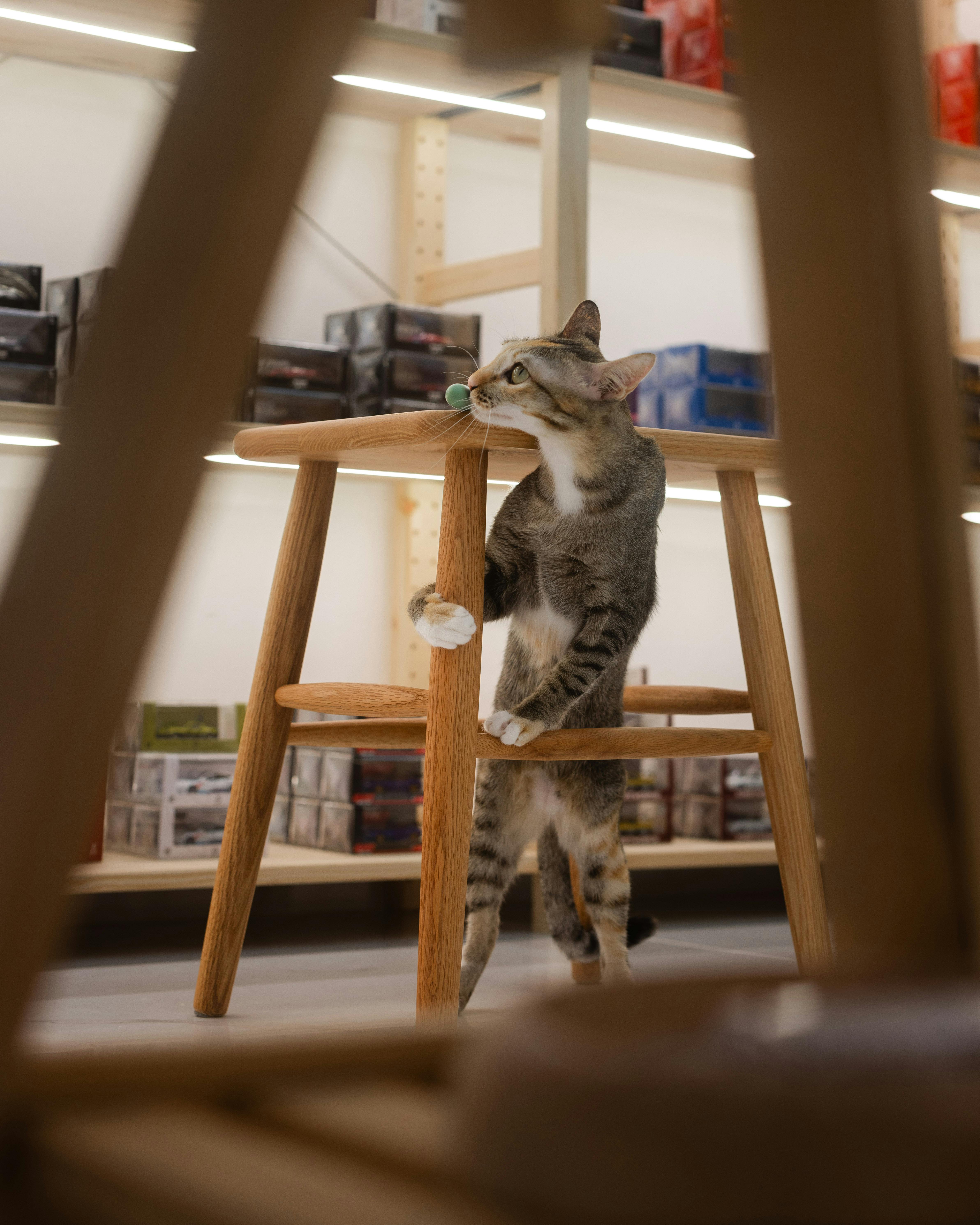 Asthetic Laptop Wallpaper Animal Wallpaper Acute Cat Fluffy Car Photos ...