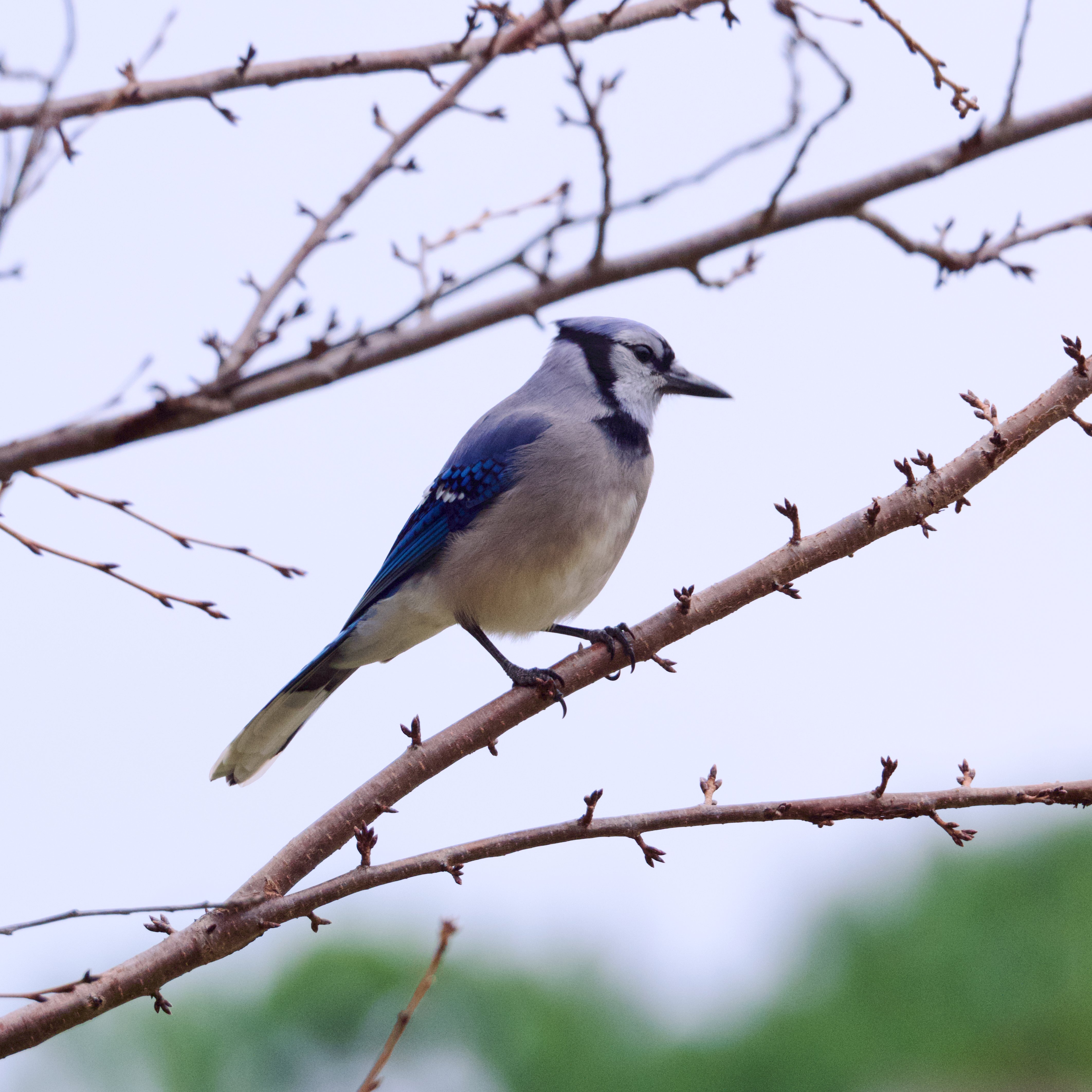 Blue Jay perched on leafless branch in spring · Free Stock Photo
