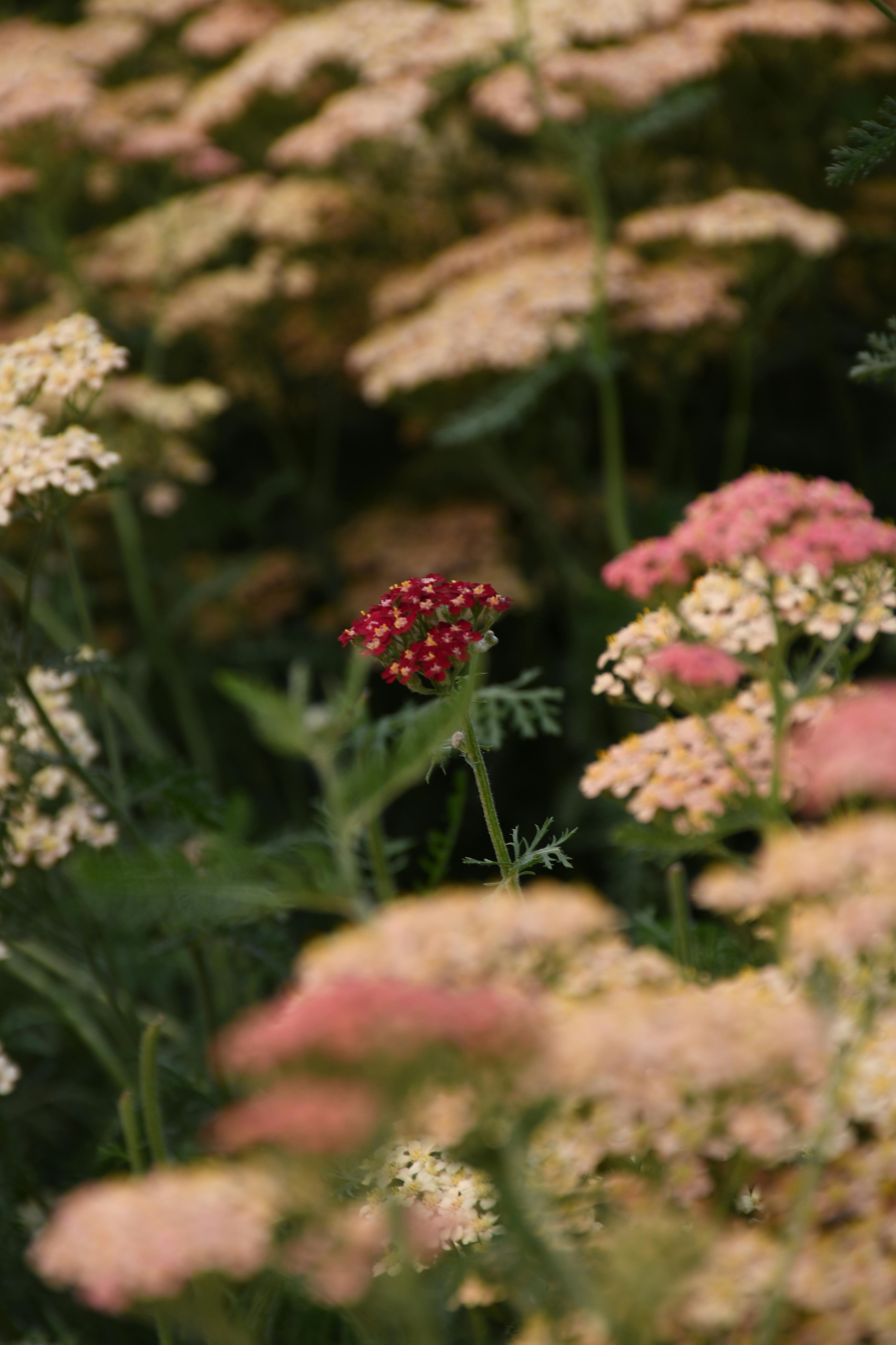 Close-up of Vibrant Yarrow Flowers in Bloom · Free Stock Photo