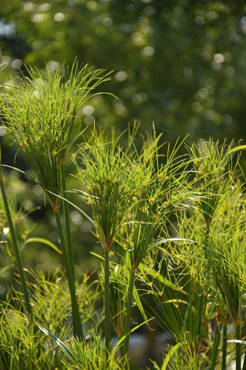 Papyrus Photos, Download The BEST Free Papyrus Stock Photos & HD Images