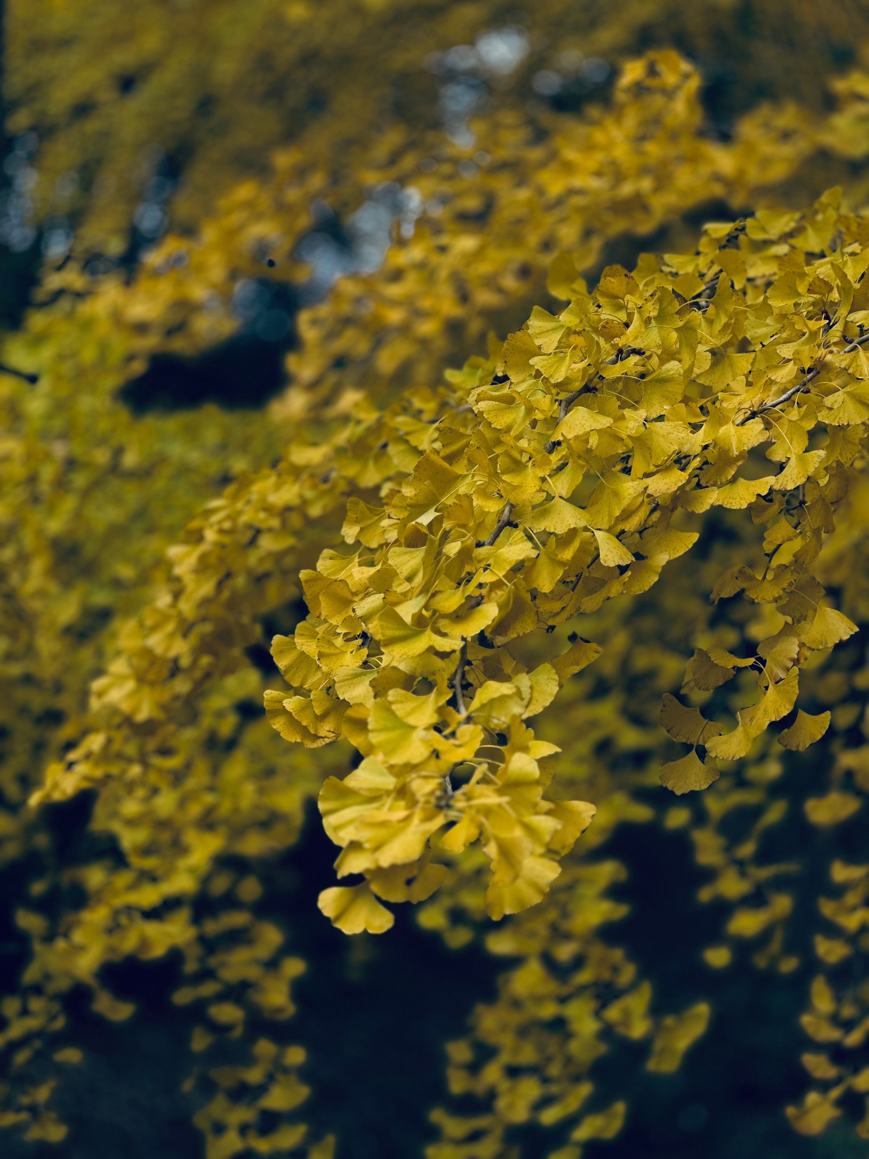 Golden Ginkgo Leaves in Fall Foliage · Free Stock Photo