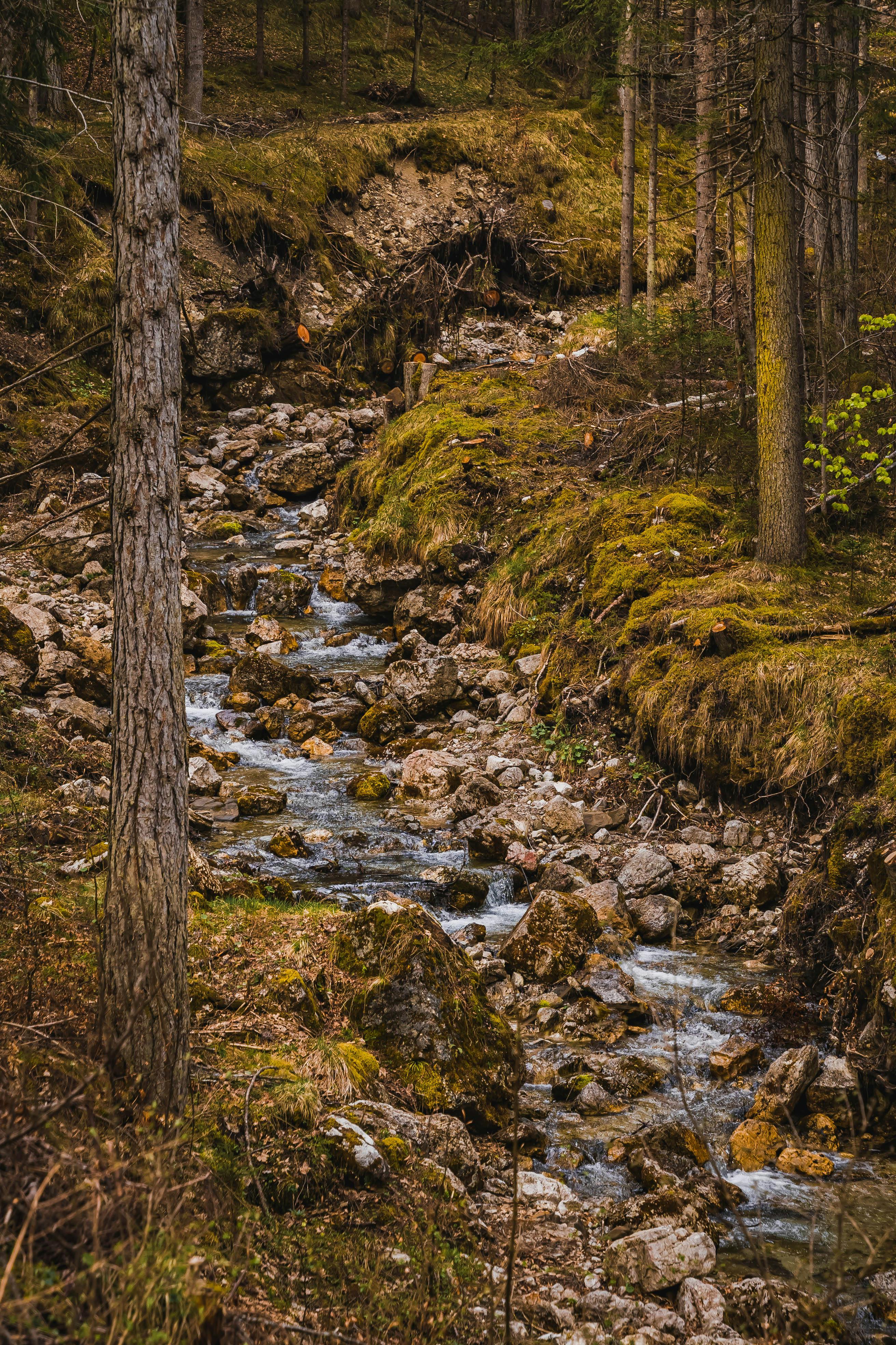 Serene Rocky Forest Stream in Early Spring · Free Stock Photo