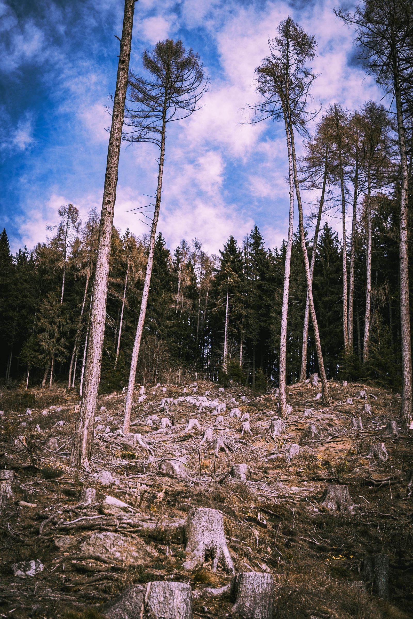Forest Destruction And Habitat Loss Photos, Download The BEST Free ...