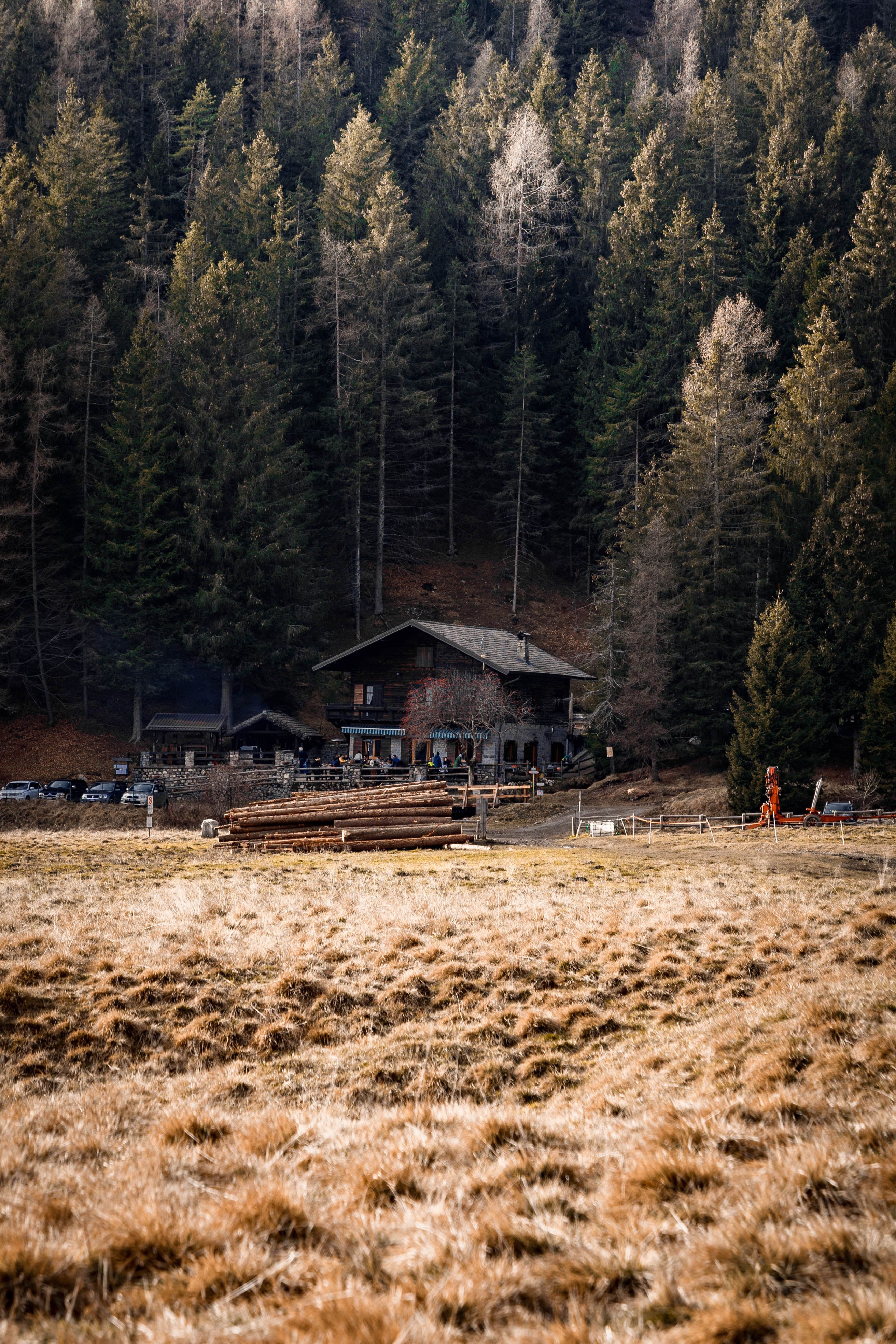 Rustic Cabin amidst Dense Forest Landscape · Free Stock Photo