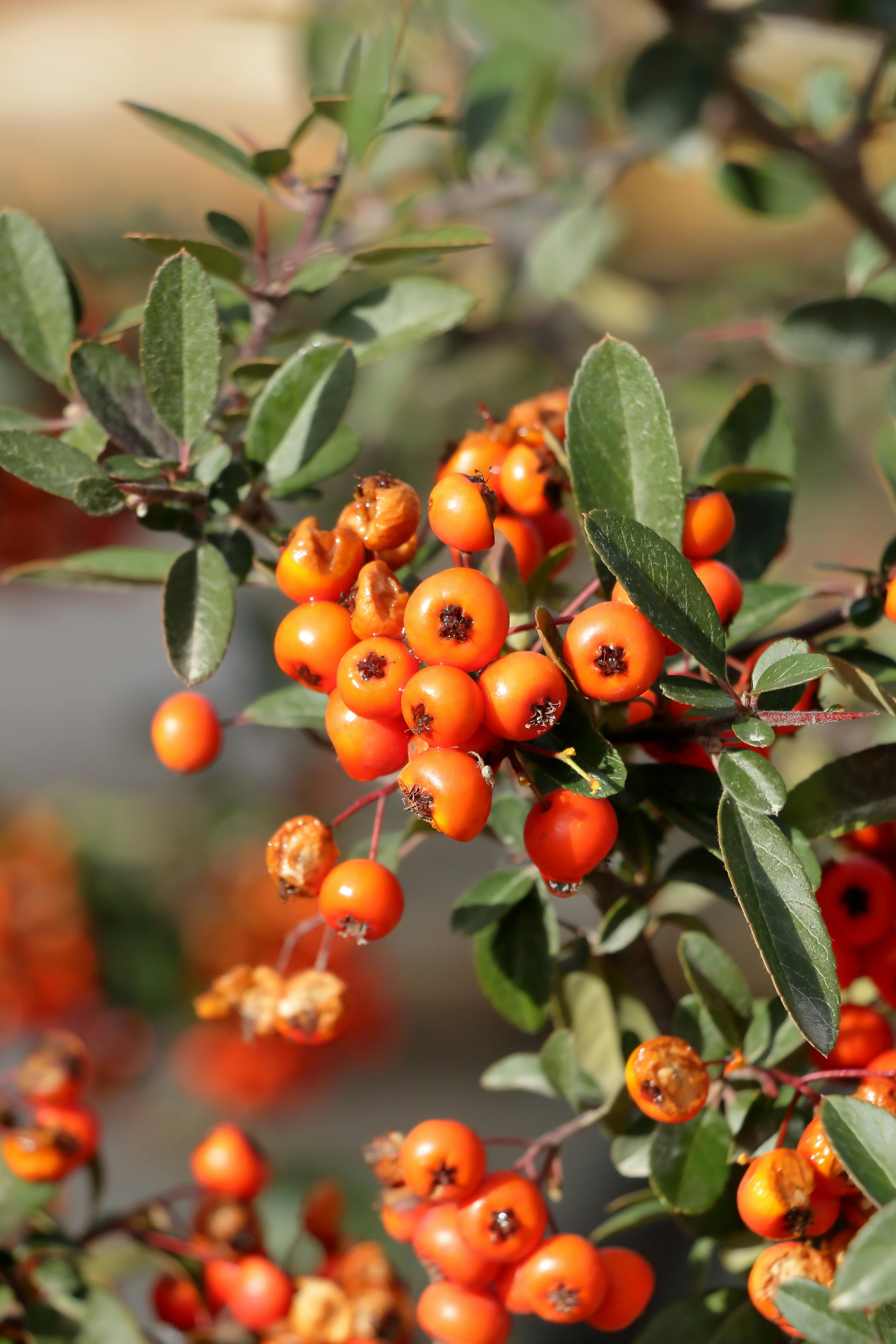 Close-up of Pyracantha Berries on a Branch · Free Stock Photo