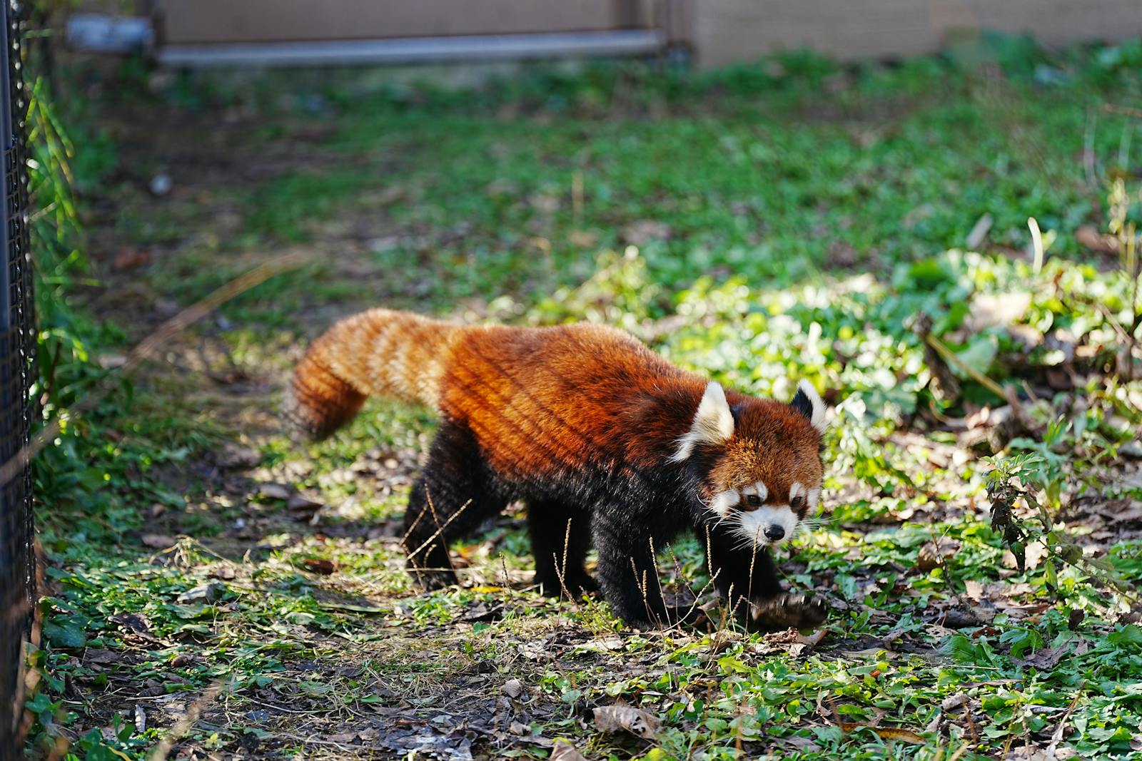 Red Panda Wallpapers Photos, Download The BEST Free Red Panda ...