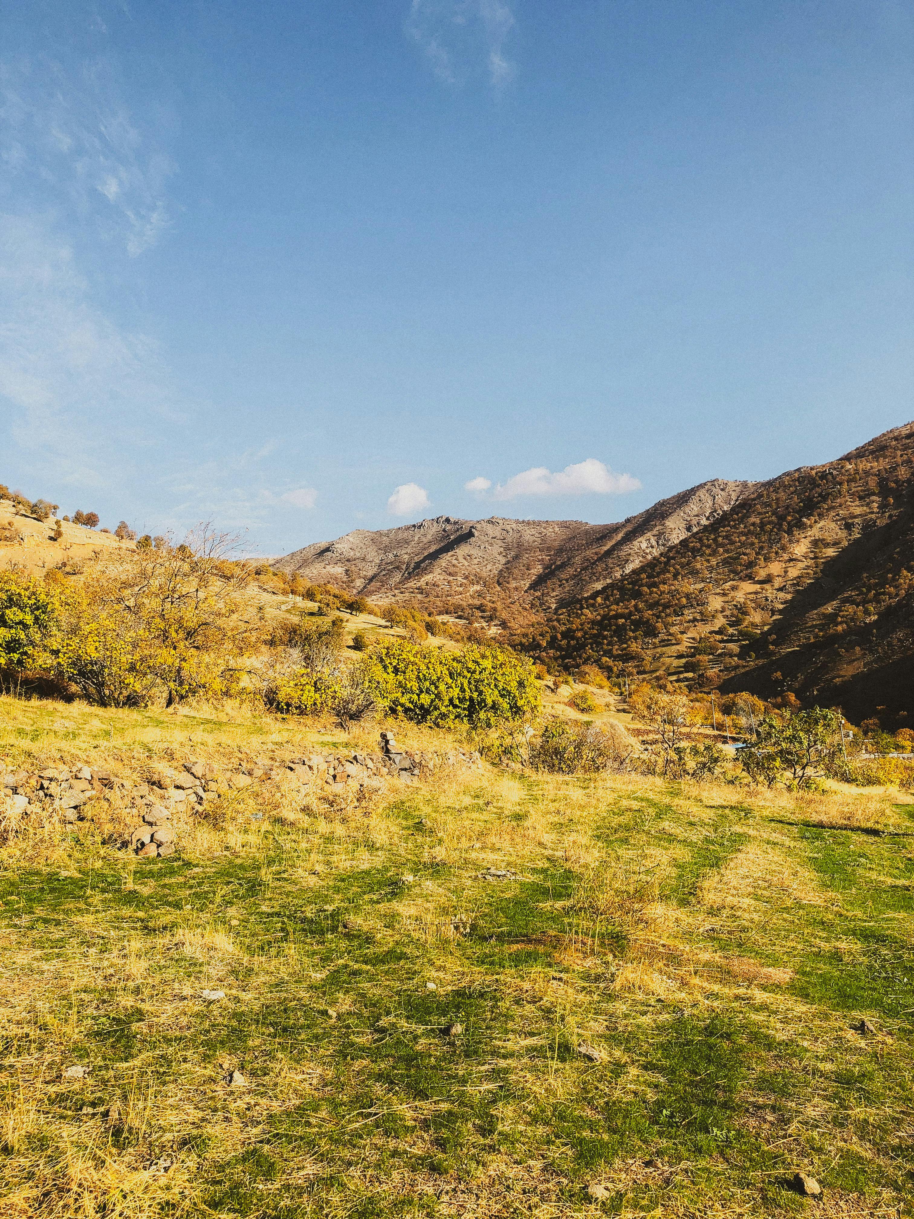 Golden Fall Hillside Under Clear Blue Sky · Free Stock Photo